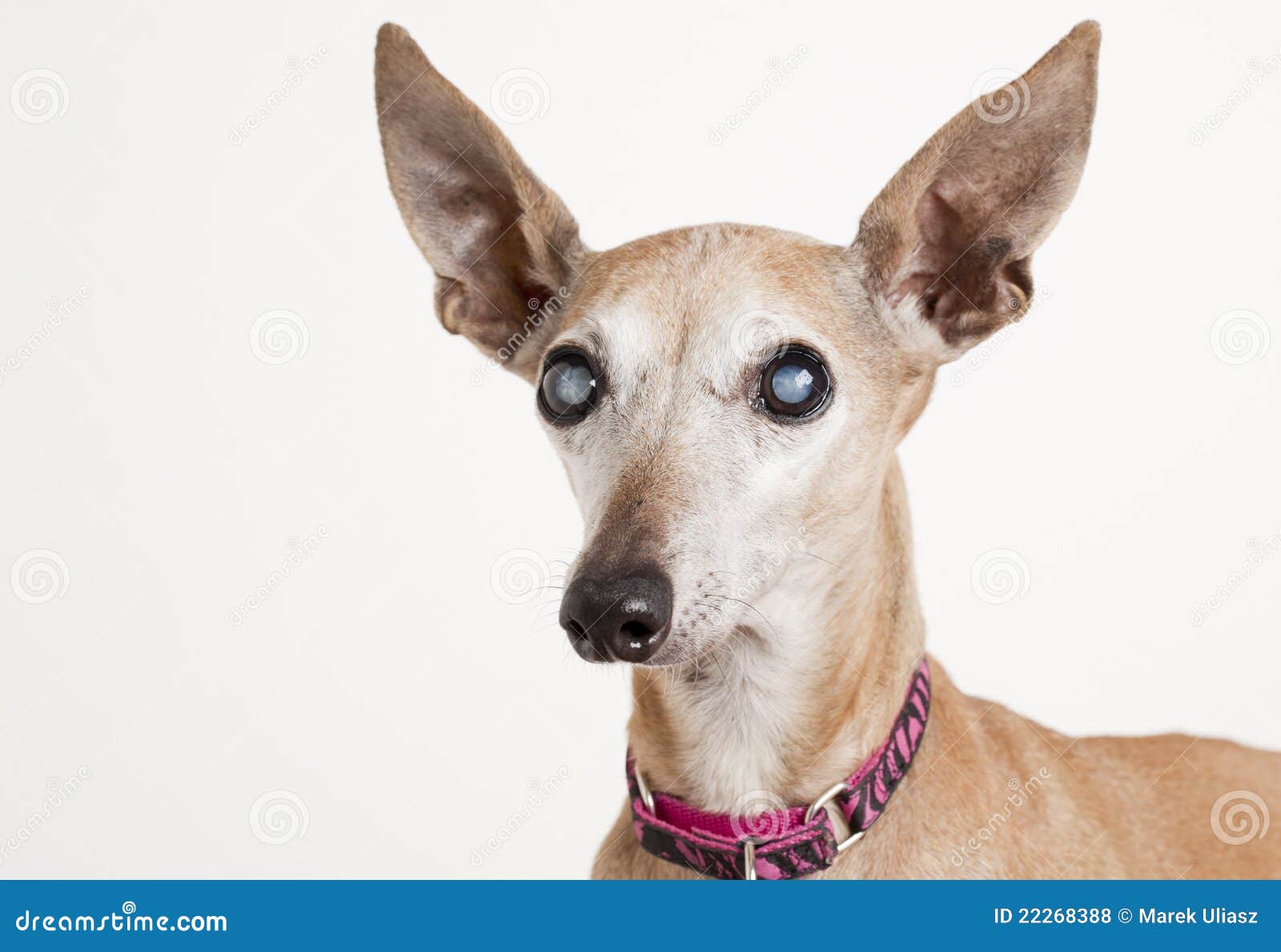 Perro Viejo Con La Catarata Del Ojo Foto de archivo - Imagen de espacio ...