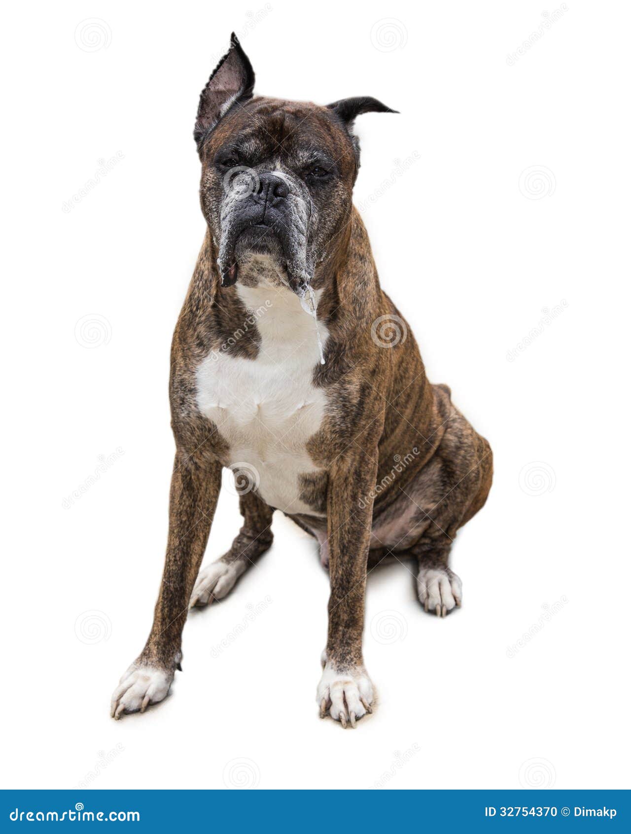Perro viejo del boxeador foto de archivo. Imagen de perezoso - 32754370