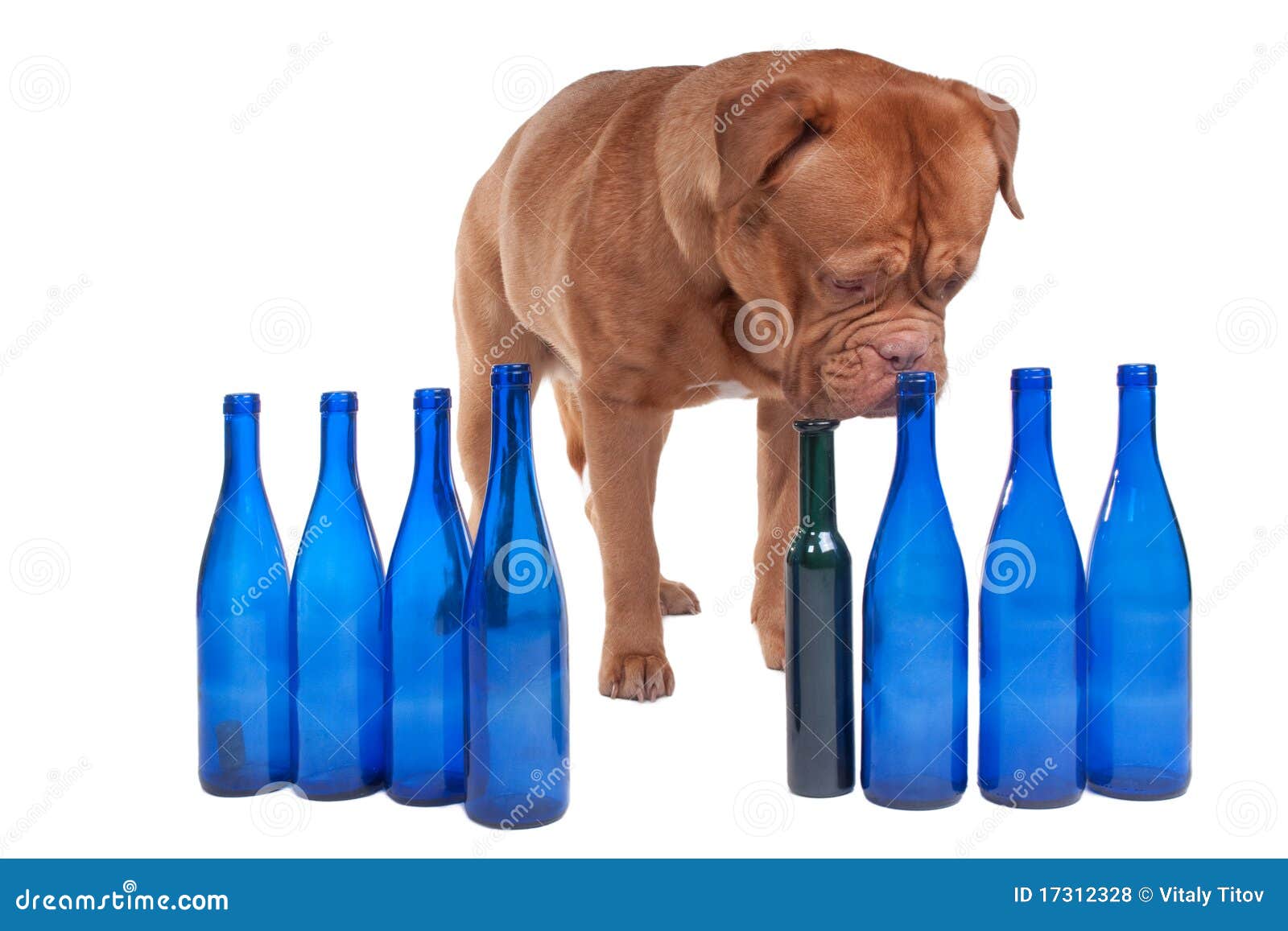 Perro Y Botellas De Vino Vacías Foto de archivo - Imagen de mascota ...