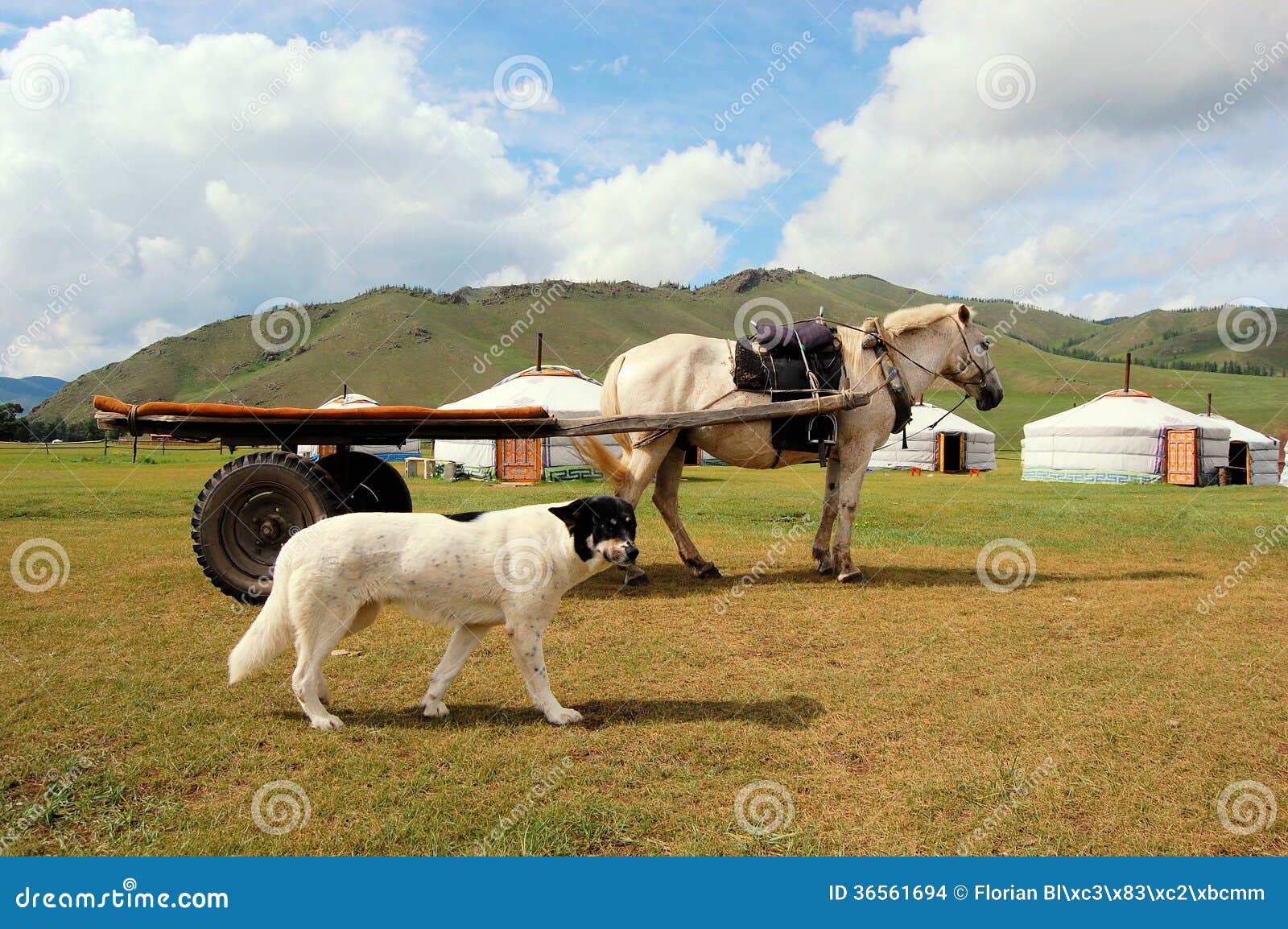 Perro Y Caballo Delante De Yurts Mongoles Foto de archivo - Imagen de ...