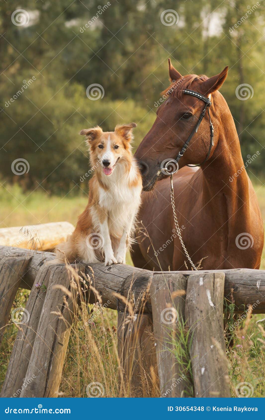 Perro Y Caballo Rojos Del Border Collie Foto de archivo - Imagen de ...