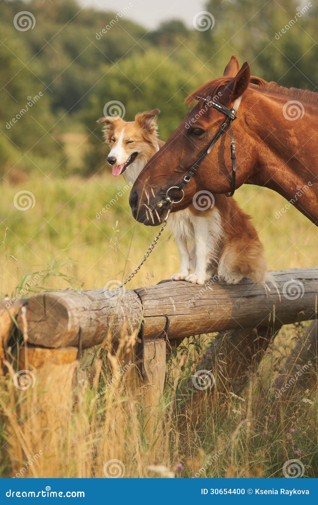 Perro Y Caballo Rojos Del Border Collie Foto de archivo - Imagen de ...