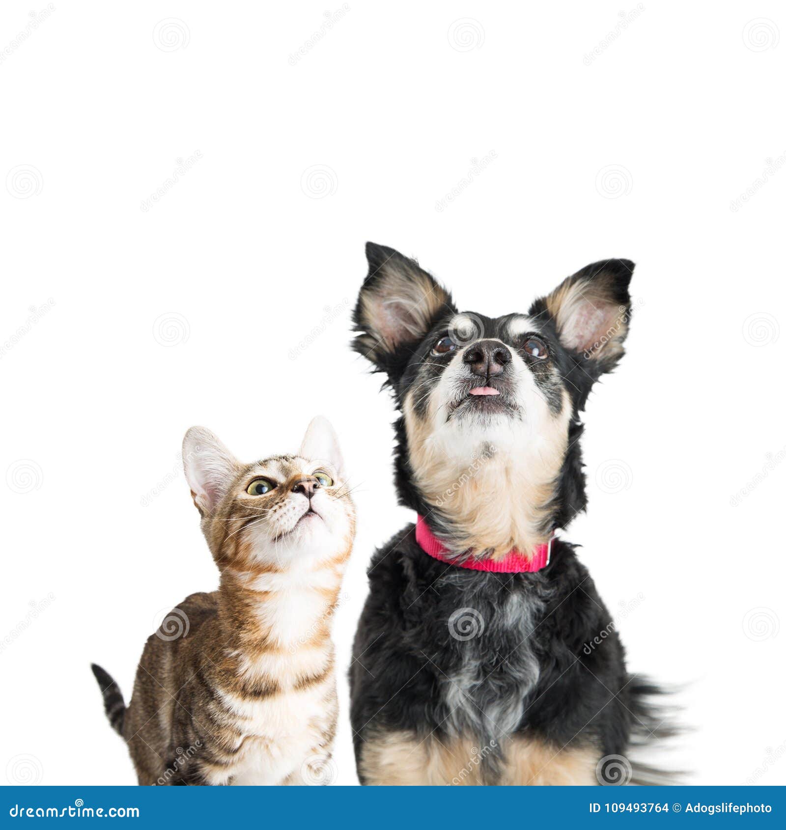 Perro Y Cat Looking Up Emocionados Foto de archivo - Imagen de mascota ...