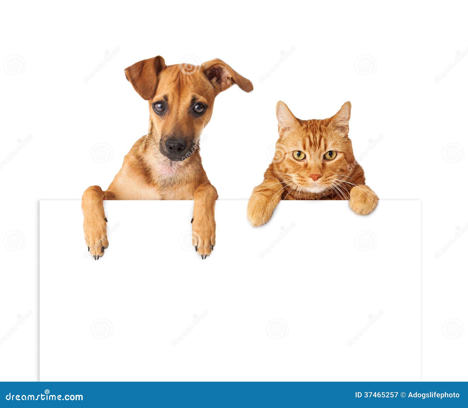 Perro Y Cat Over Blank Sign Imagen de archivo - Imagen de bandera ...