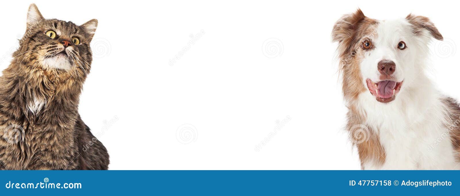 Perro Y Cat Timeline Cover Photo Foto de archivo - Imagen de canino ...