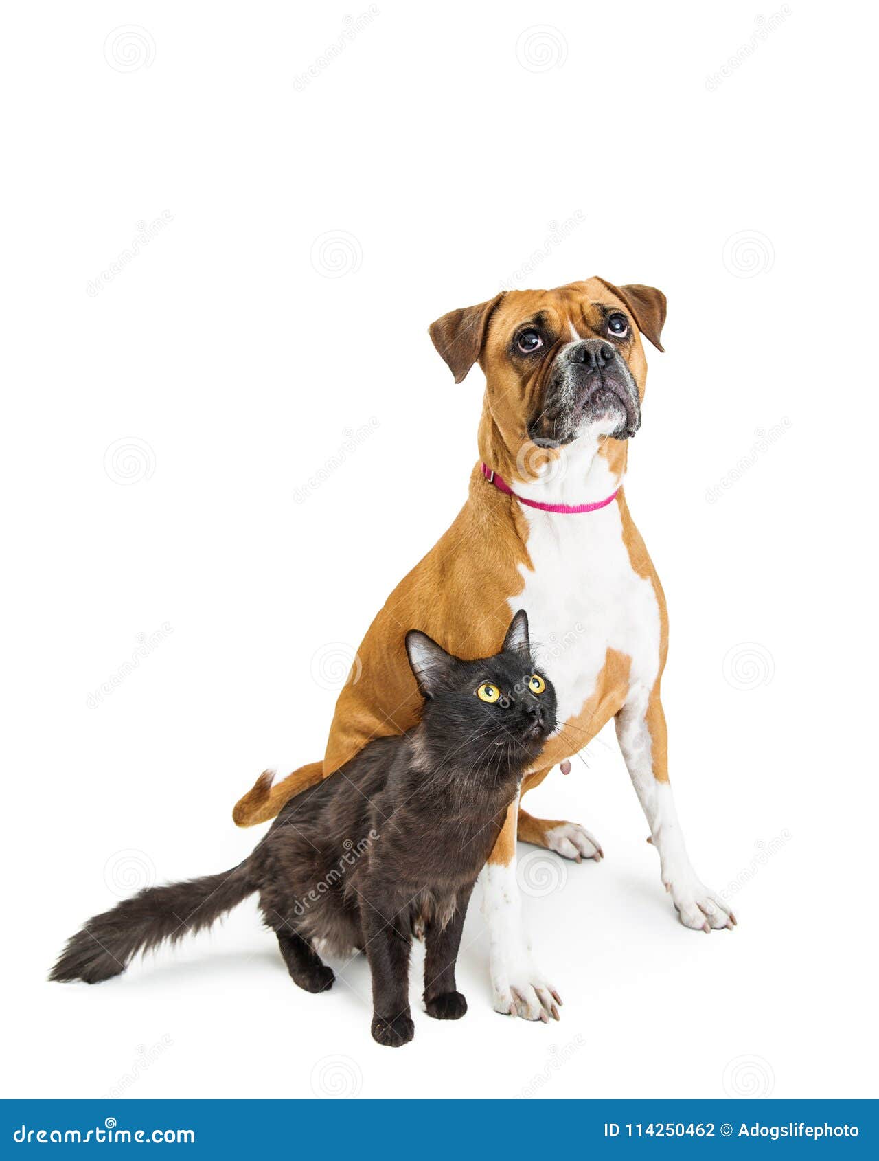 Perro Y Cat Together Looking Up Emocionados Foto de archivo - Imagen de ...