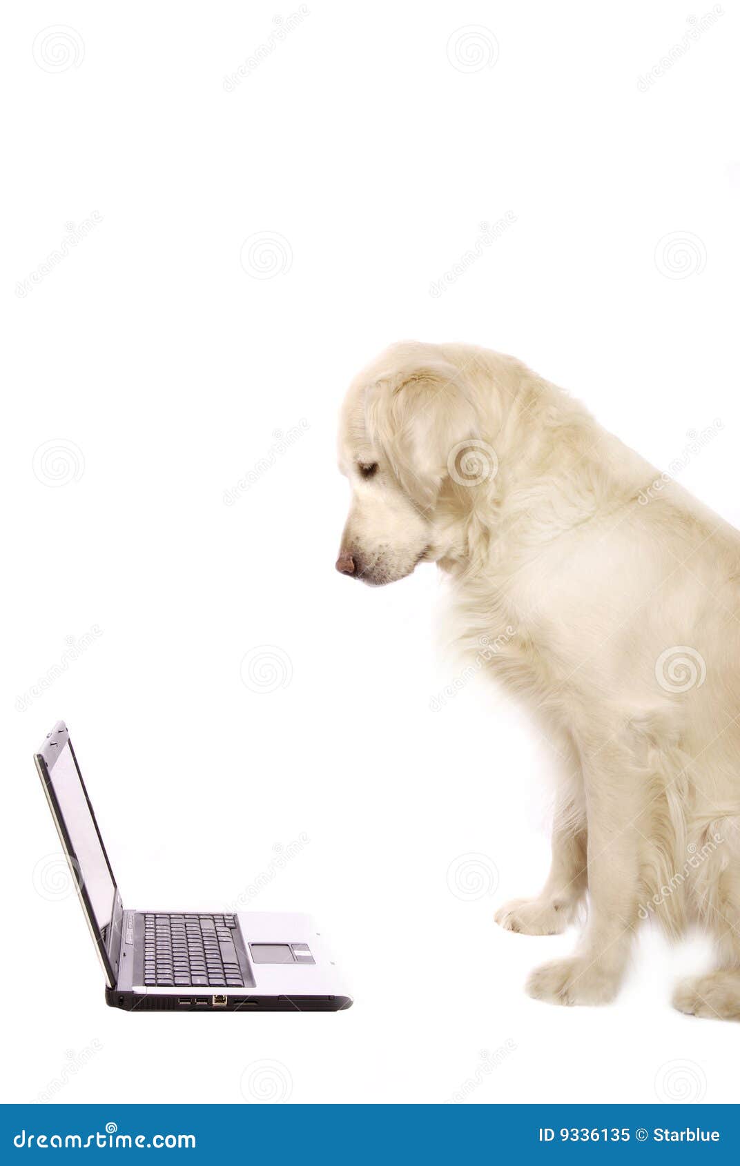 Perro Y Computadora Portátil Imagen de archivo - Imagen de humor, copia ...