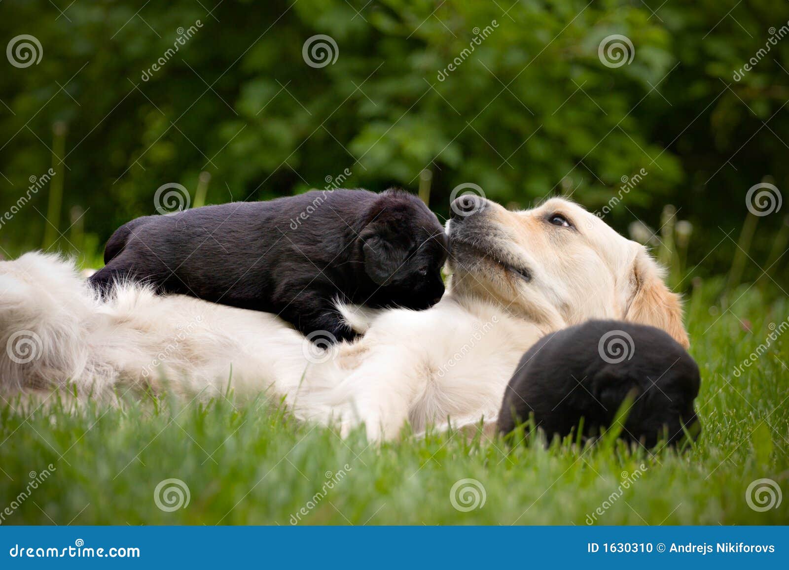 Perro y dos perritos foto de archivo. Imagen de familia - 1630310
