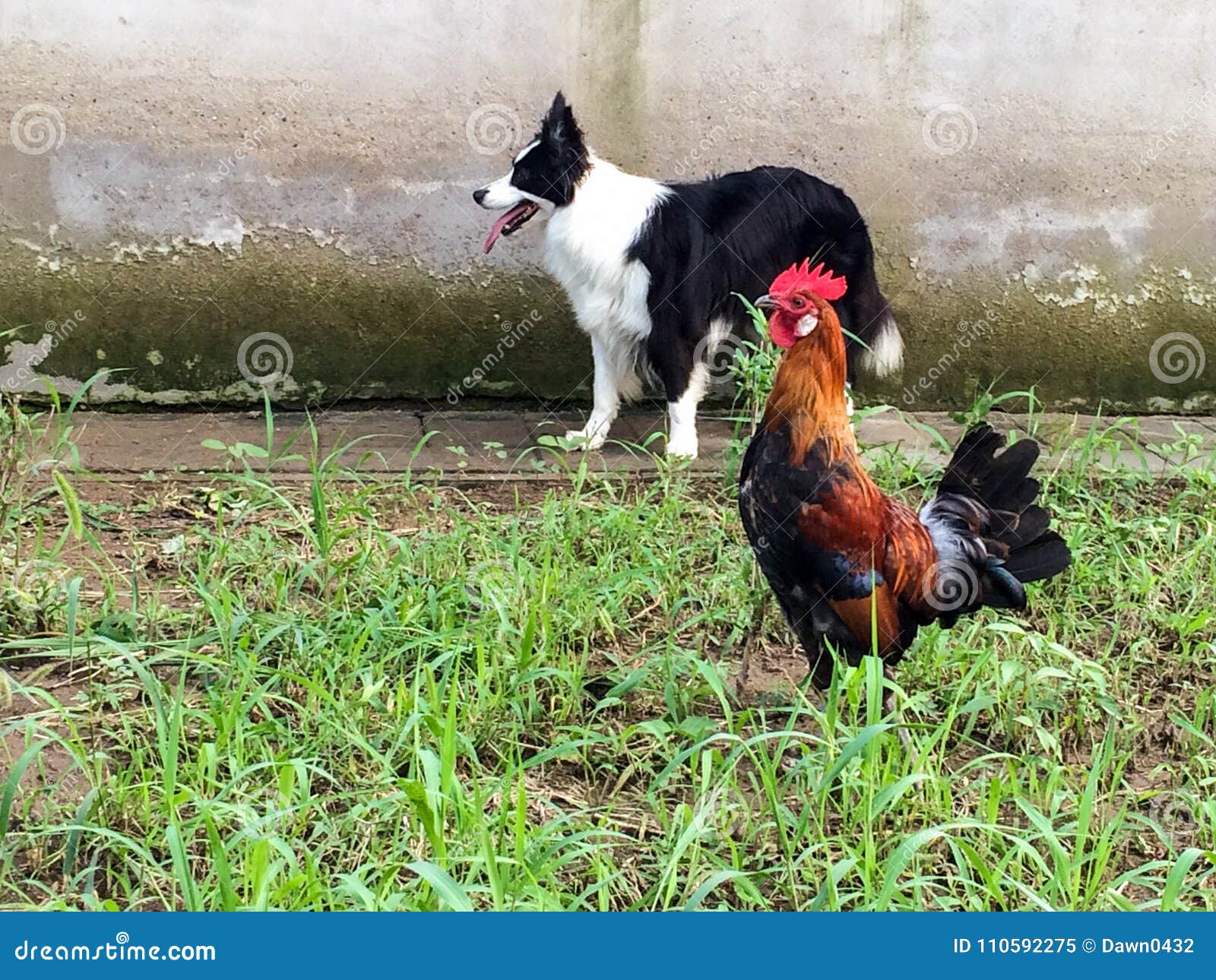 Perro y gallo imagen de archivo. Imagen de joven, positivo - 110592275