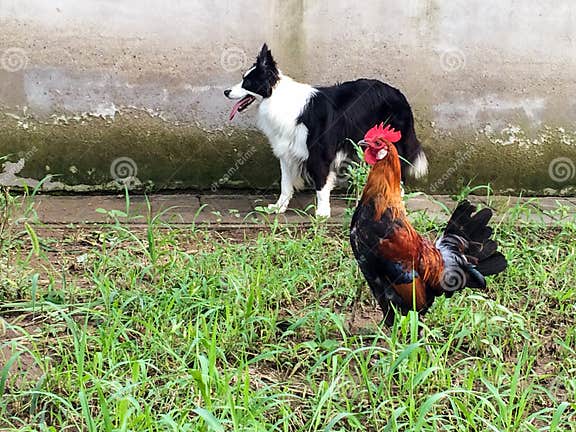 Perro y gallo imagen de archivo. Imagen de joven, positivo - 110592275