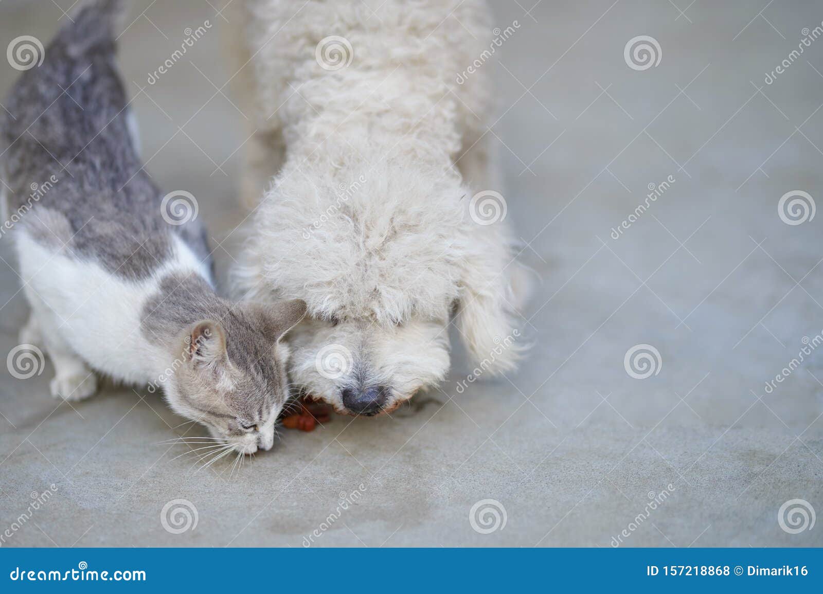 Perro Y Gato Comiendo Juntos Foto de archivo - Imagen de purebred ...