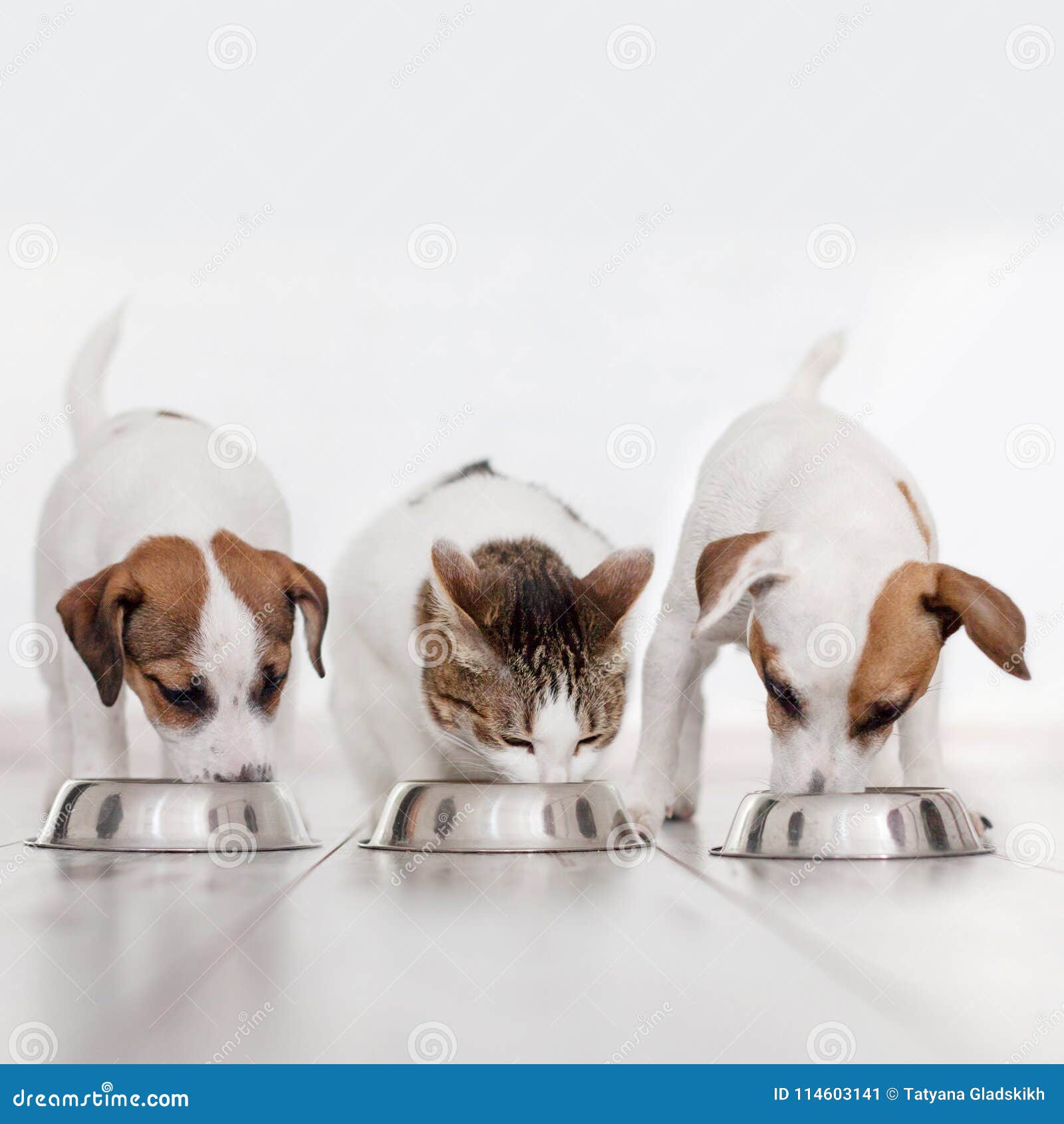 Perro Y Gato Que Comen La Comida Imagen de archivo - Imagen de purebred ...