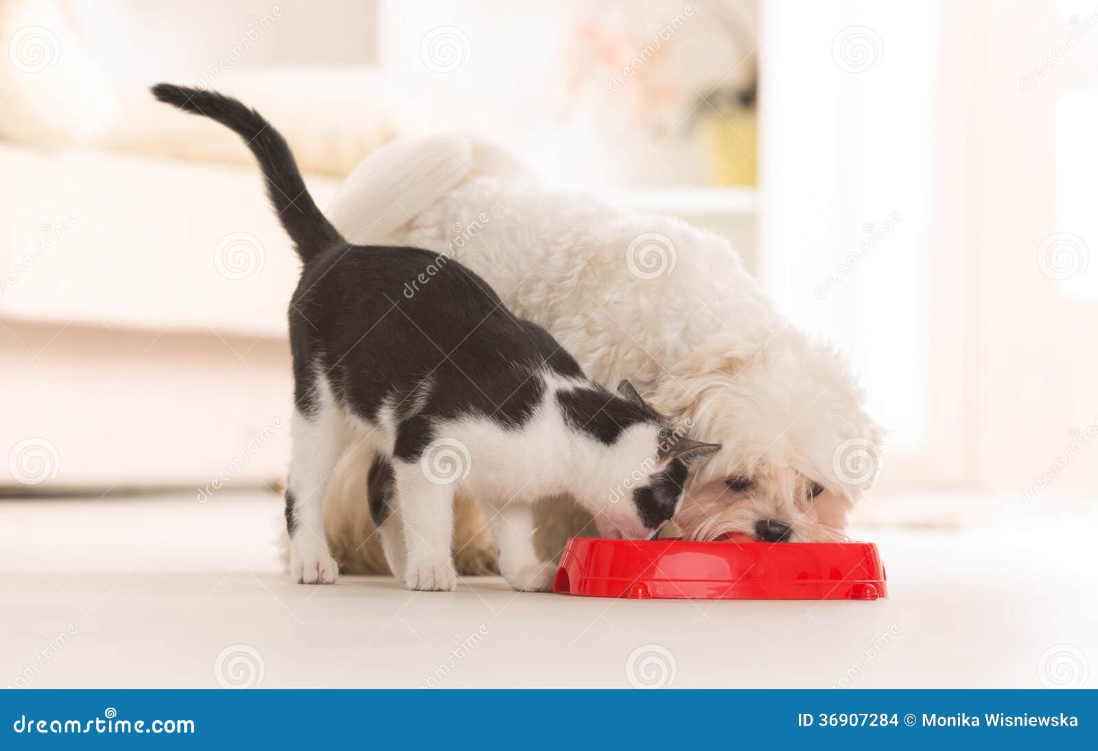 Perro Y Gato Que Comen La Comida De Un Cuenco Foto de archivo - Imagen ...