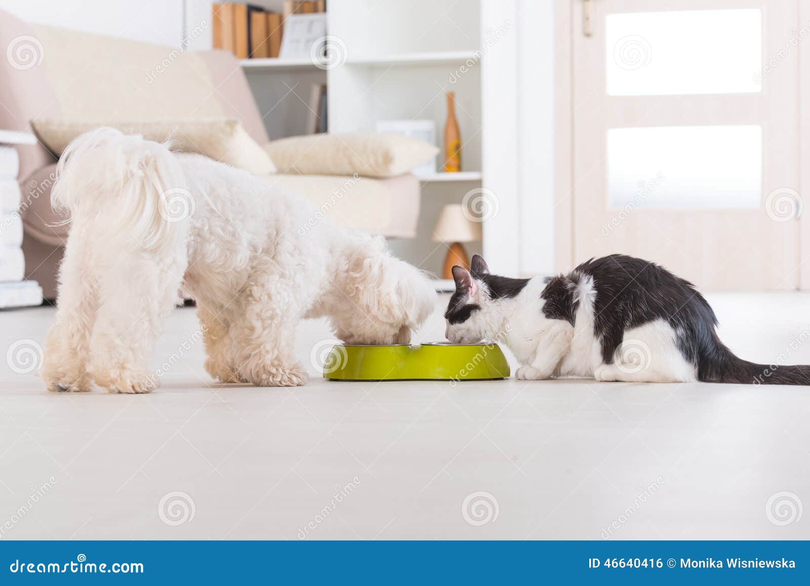 Perro Y Gato Que Comen La Comida De Un Cuenco Foto de archivo - Imagen ...