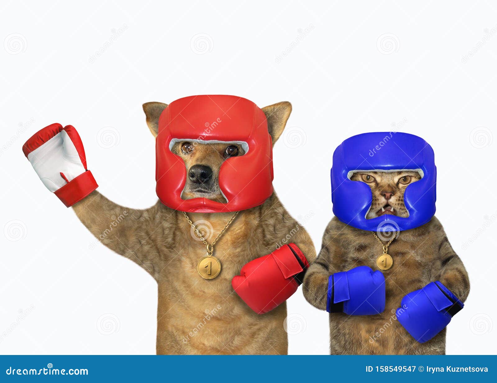 Perro Y Gato Son Boxeadores Imagen de archivo - Imagen de gato, lugar ...