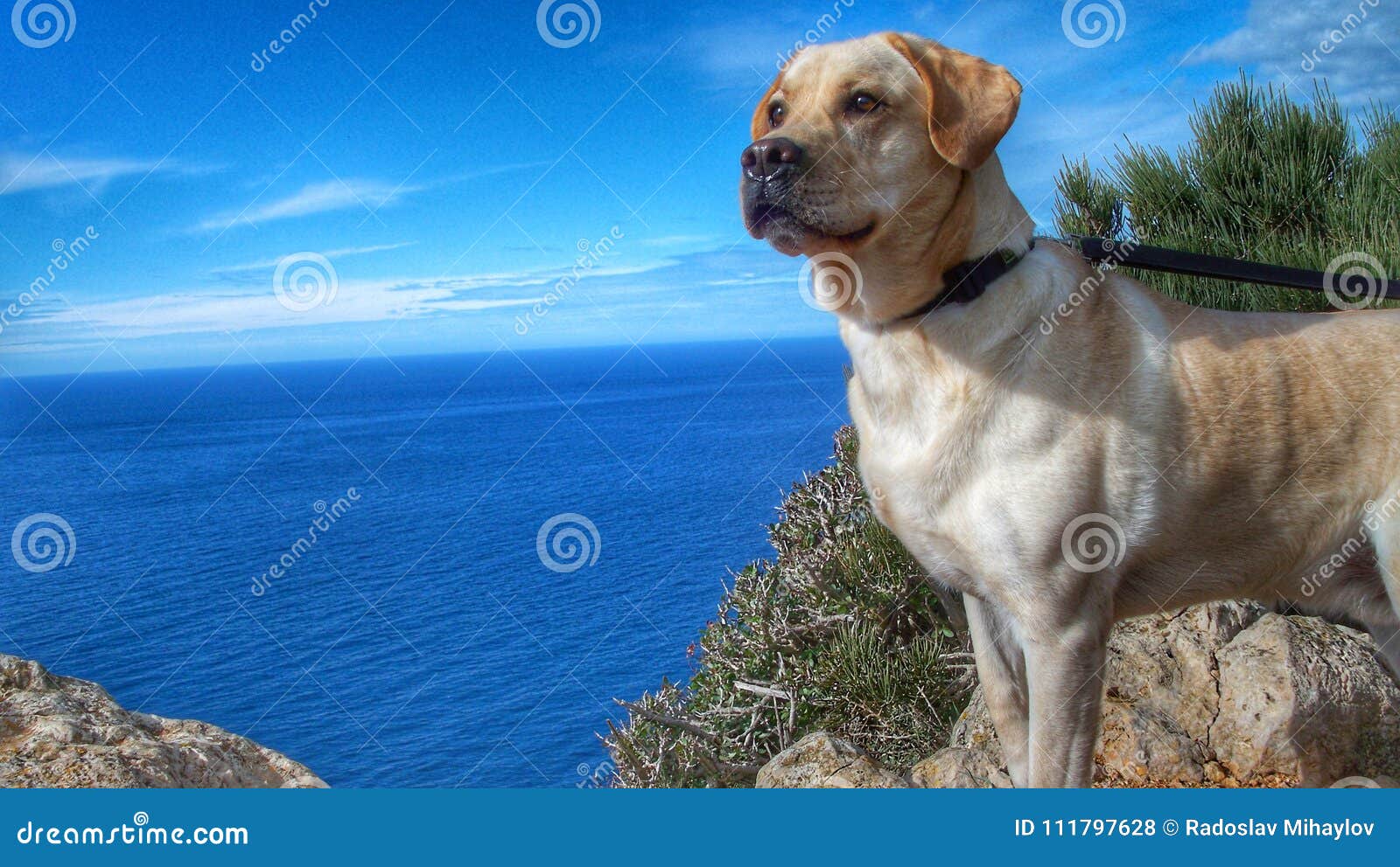 Perro y mar foto de archivo. Imagen de cielo, perro - 111797628