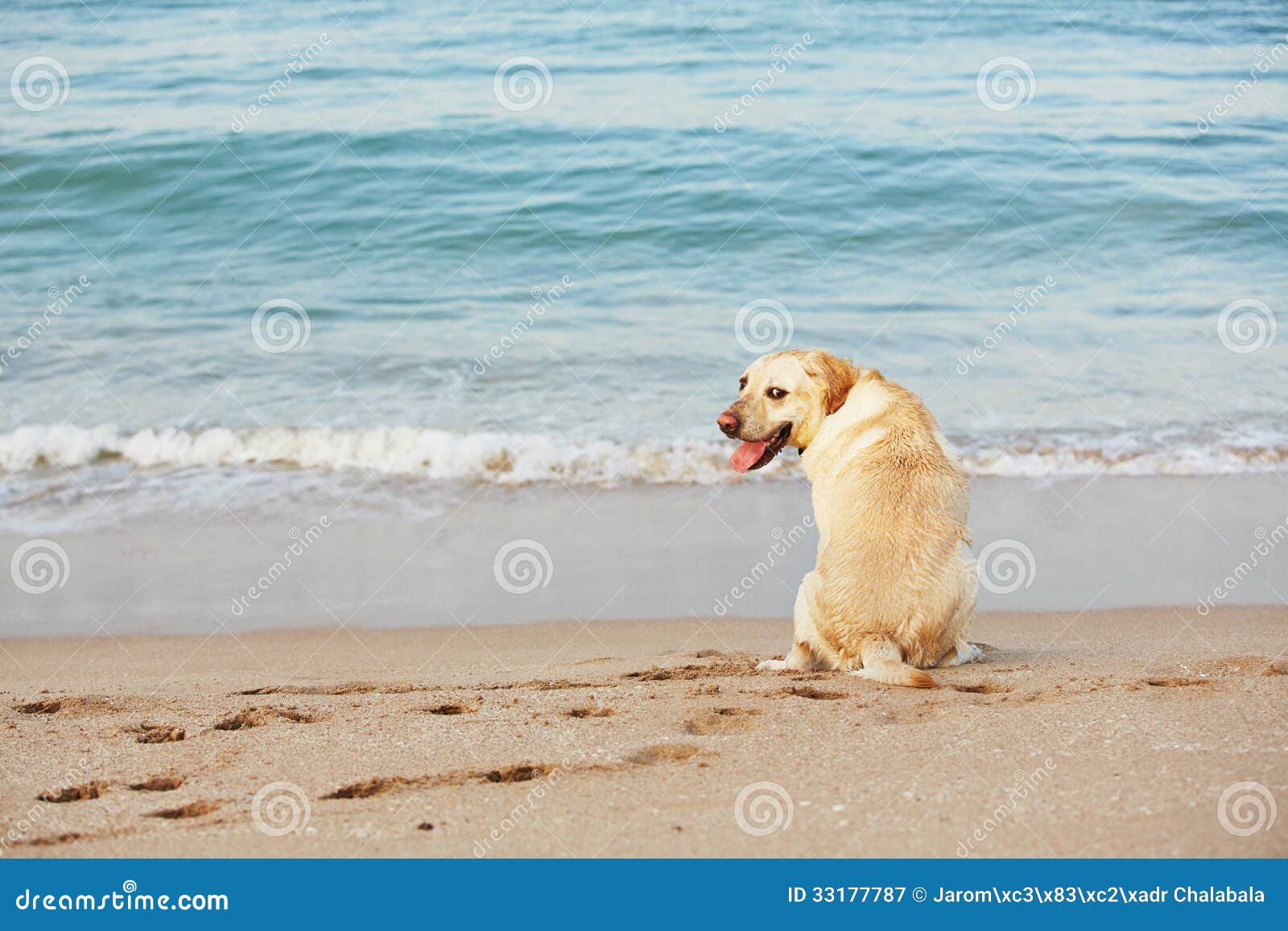 Perro y mar imagen de archivo. Imagen de soledad, azul - 33177787