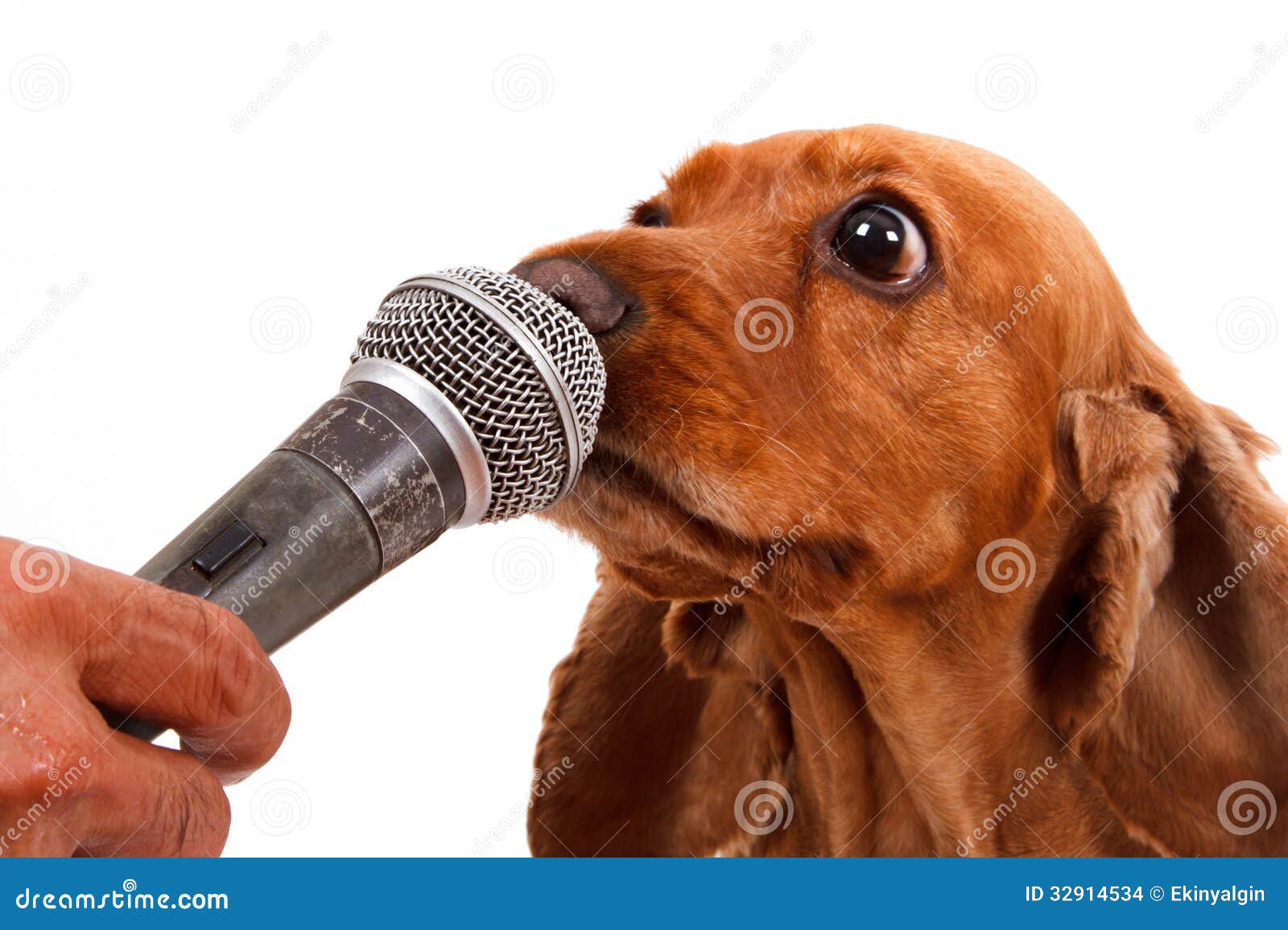 Perro Y Micrófono De Cocker Spaniel Del Inglés Foto de archivo - Imagen ...