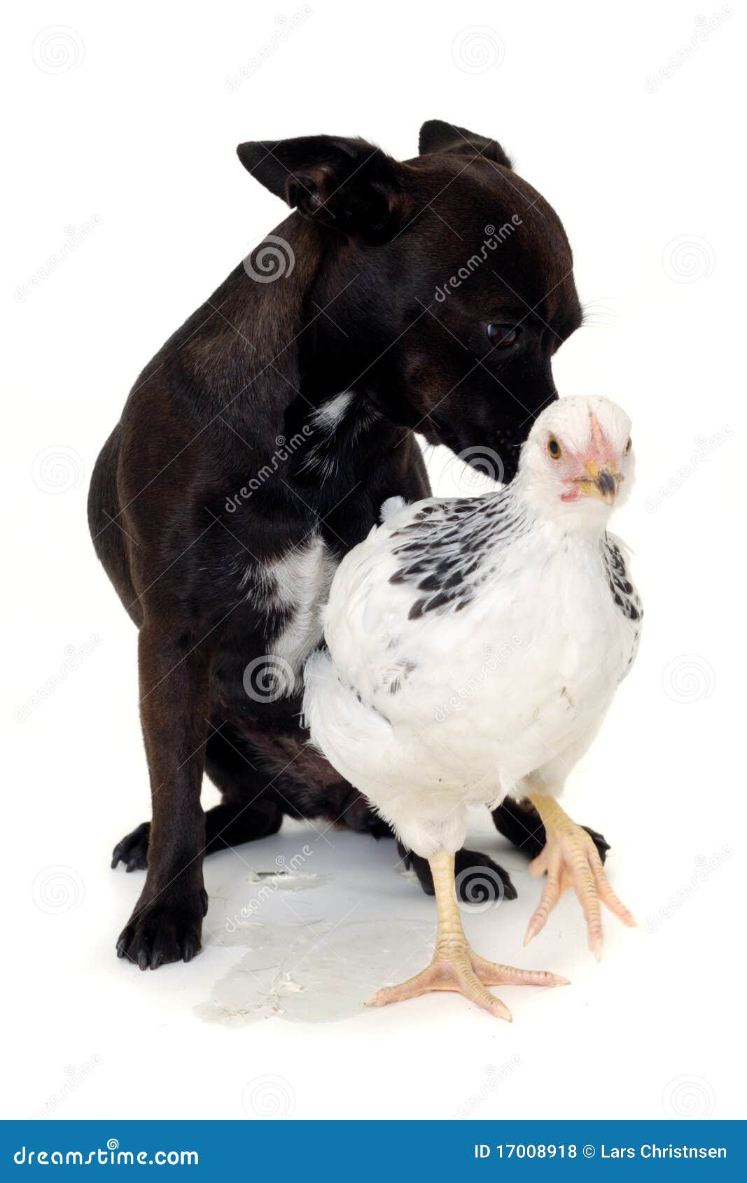 Perro y pollo de perrito foto de archivo. Imagen de poco - 17008918