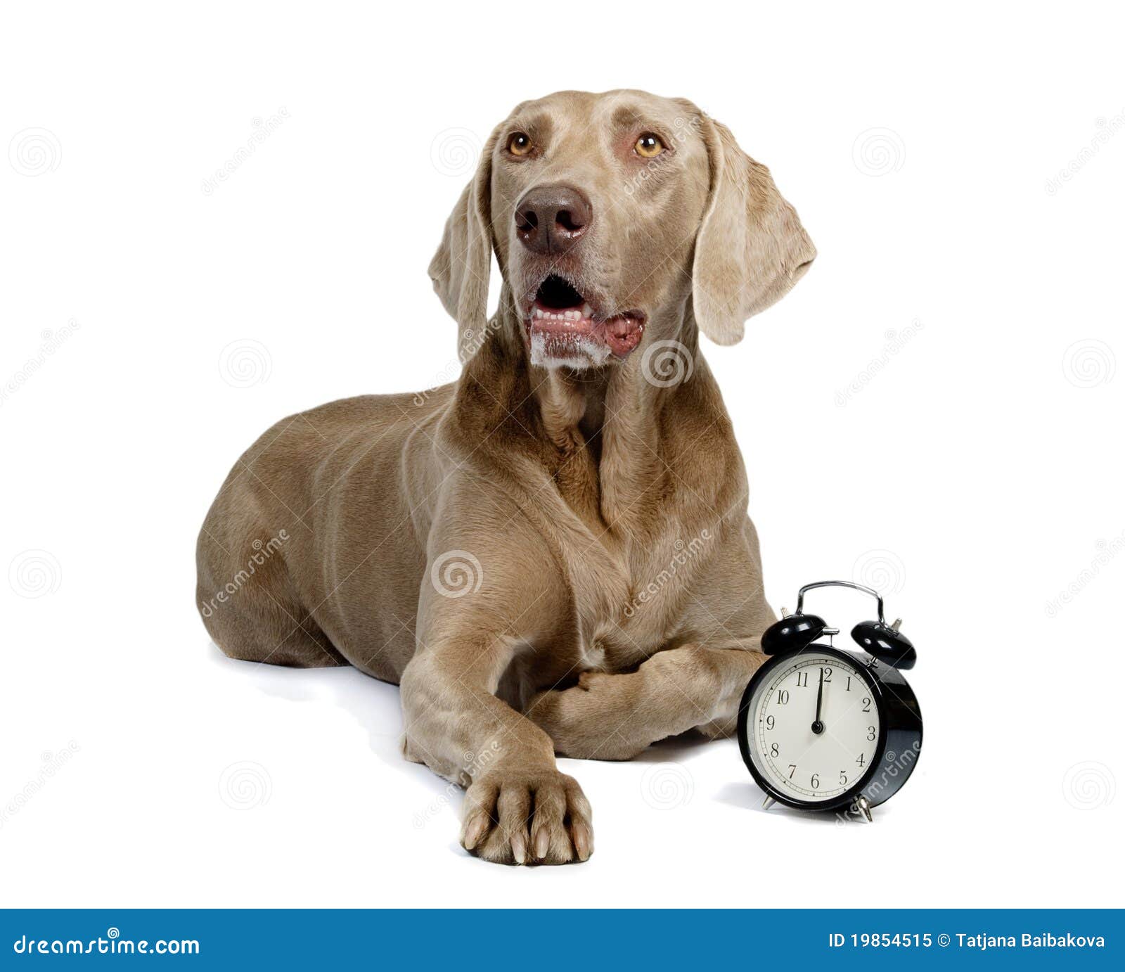 Perro y reloj de alarma imagen de archivo. Imagen de perro - 19854515
