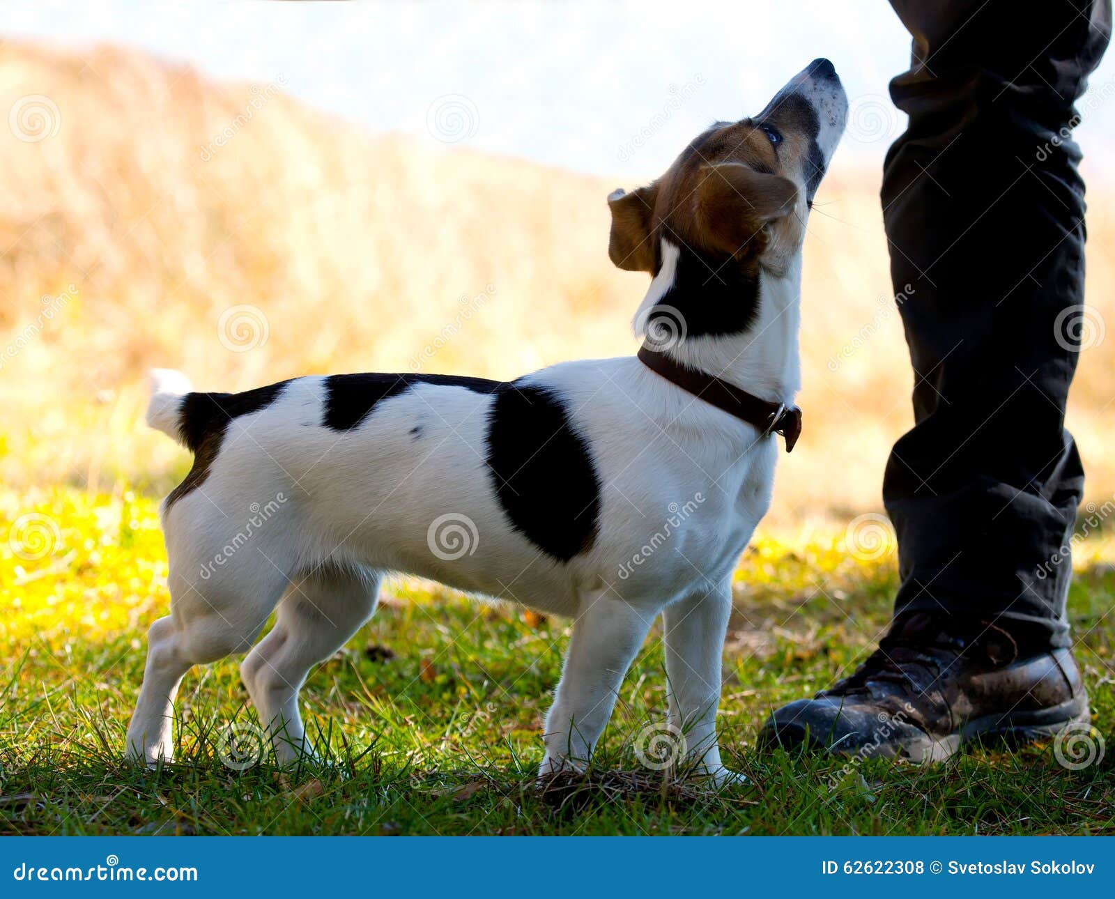 Perro y ser humano foto de archivo. Imagen de standing - 62622308
