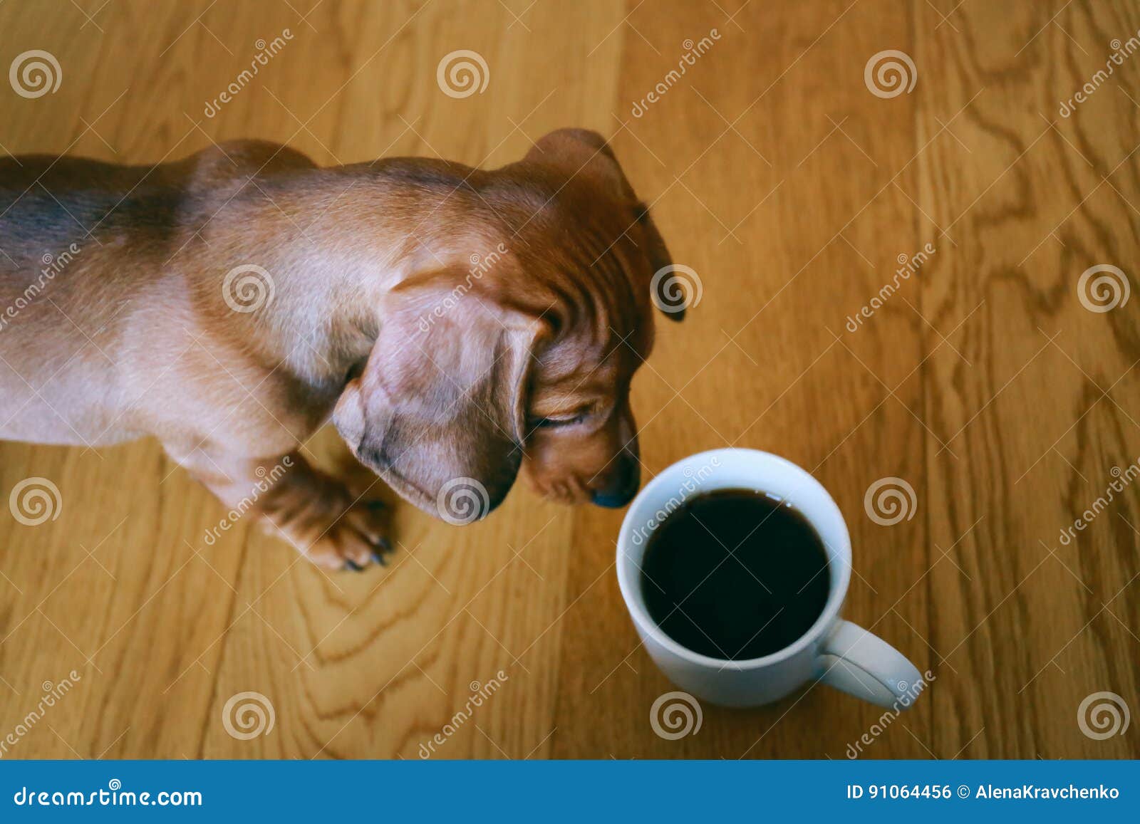 Perro y un café foto de archivo. Imagen de fondo, abajo - 91064456