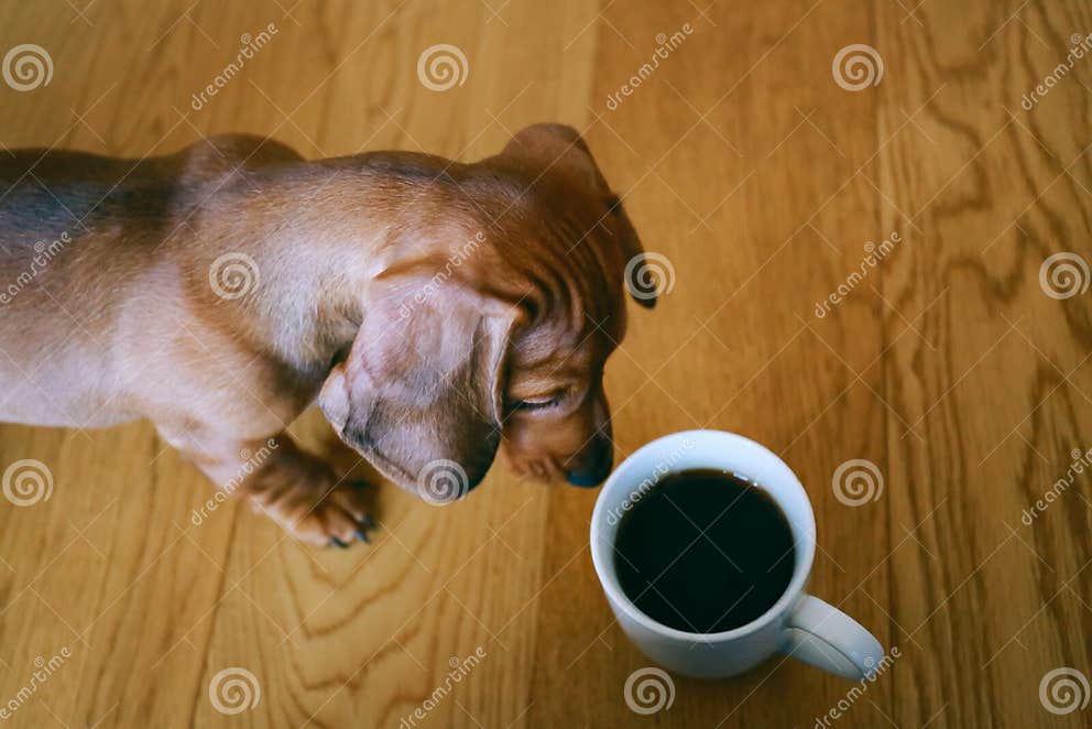 Perro y un café foto de archivo. Imagen de fondo, abajo - 91064456