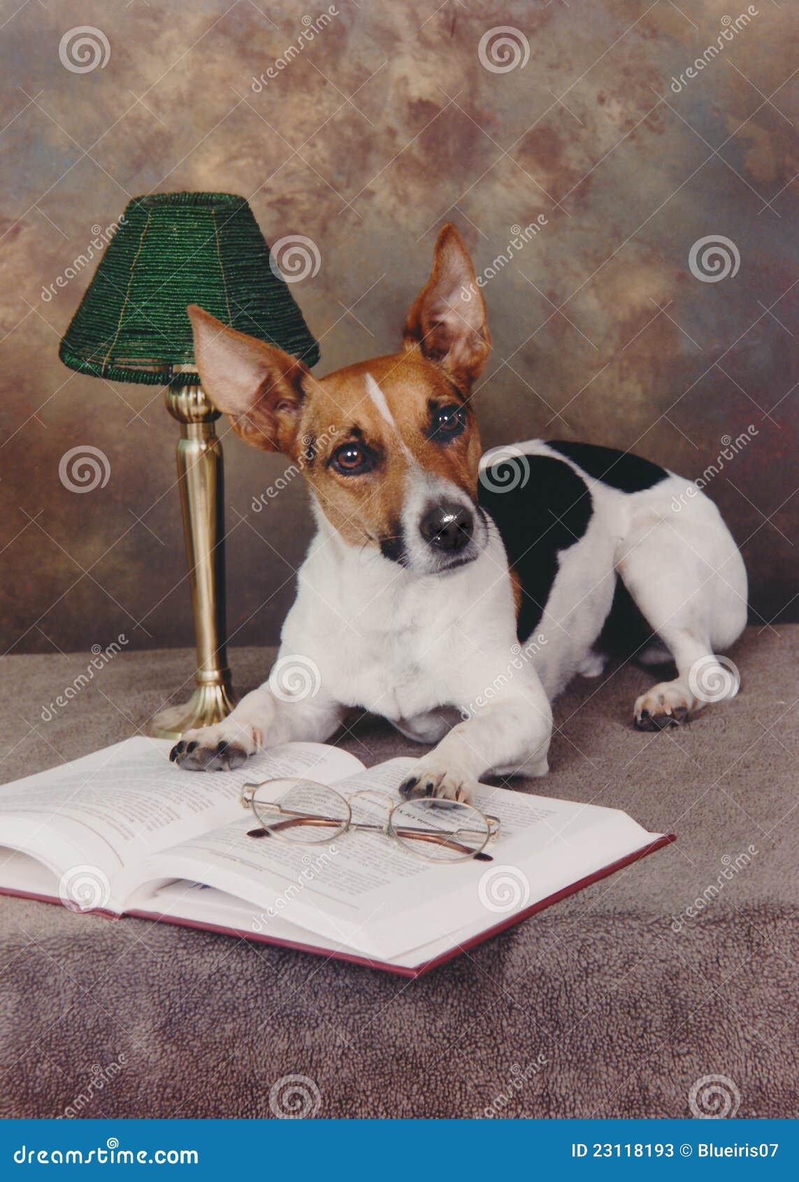 Perro y un libro abierto imagen de archivo. Imagen de libro - 23118193