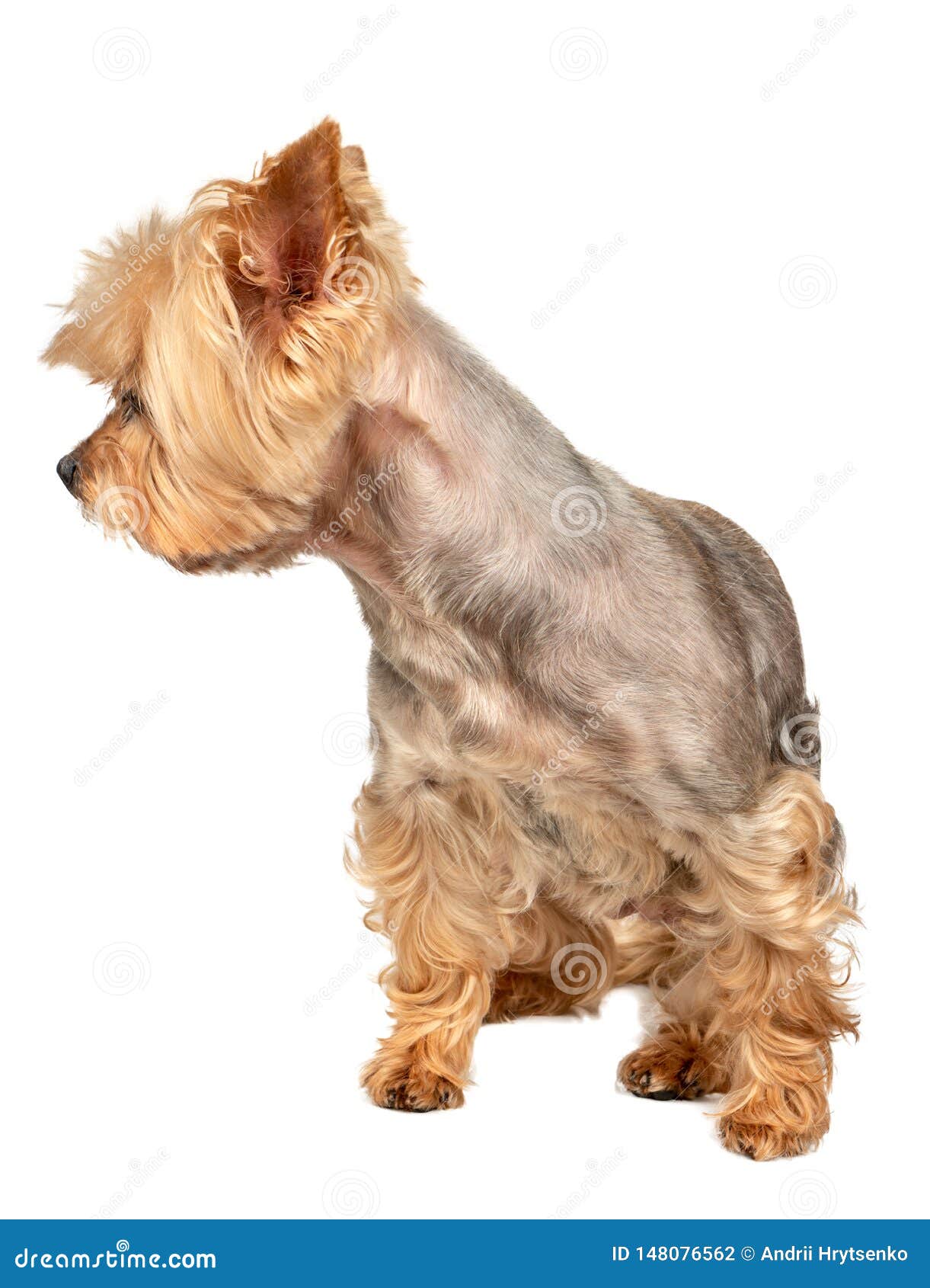 Perro Yorkshire Terrier foto de archivo. Imagen de encanto - 148076562