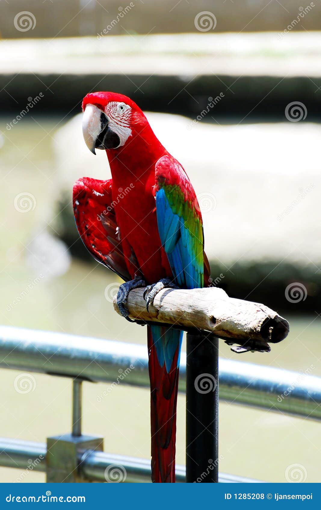 Perroquet photo stock. Image du perroquet, coloré, nature - 1285208