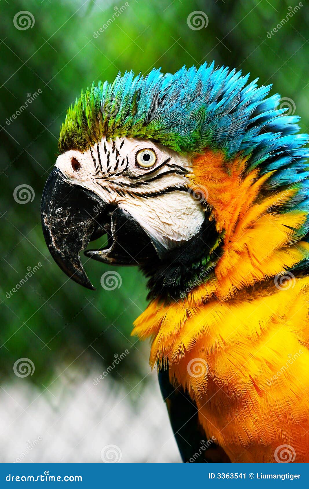 Perroquet image stock. Image du clavette, vert, jaune - 3363541