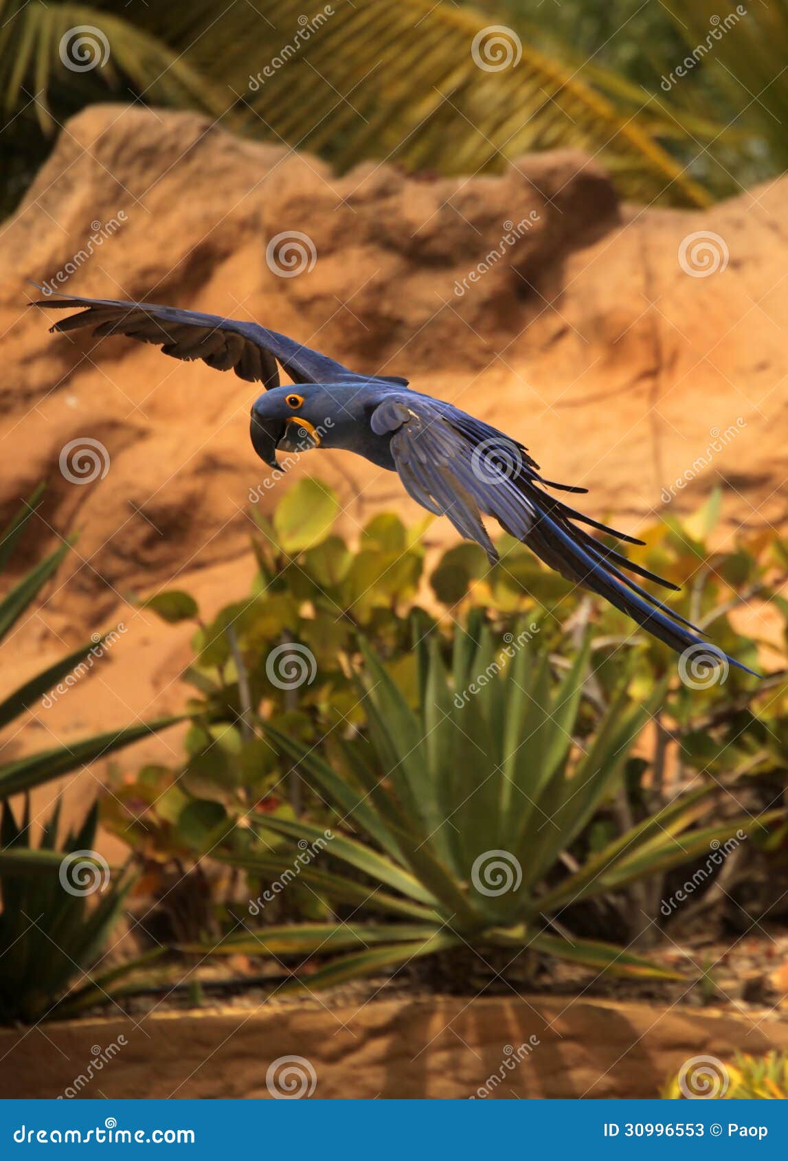 Perroquet bleu en vol image stock. Image of économisez - 30996553