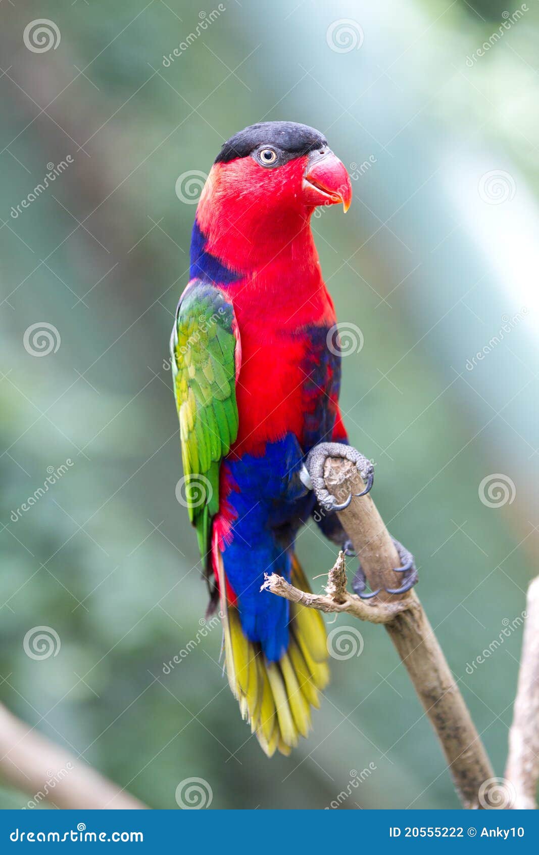 Perroquet coloré photo stock. Image du projectile, avien - 20555222