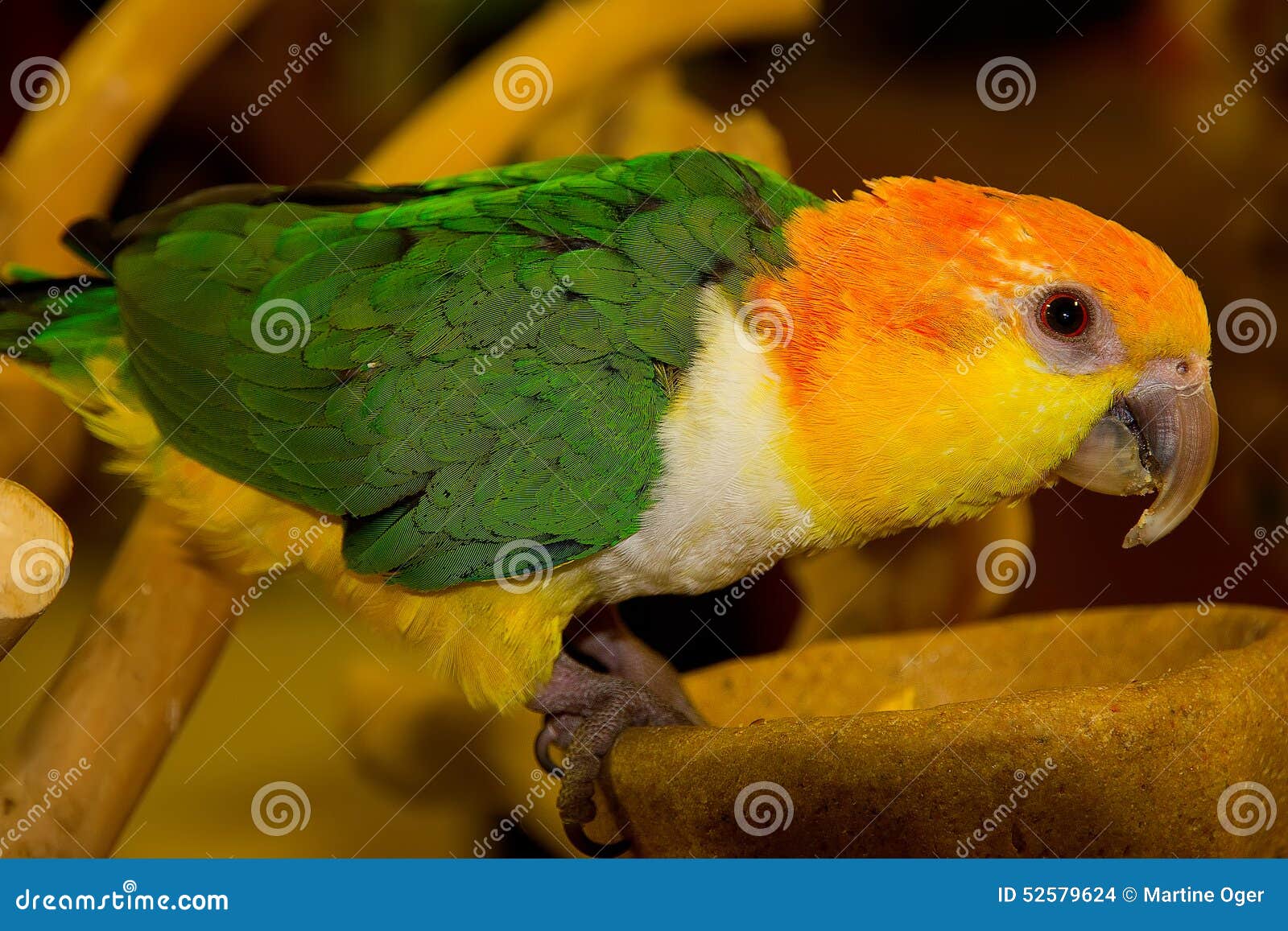 Perroquet coloré photo stock. Image du lumineux, domestique - 52579624