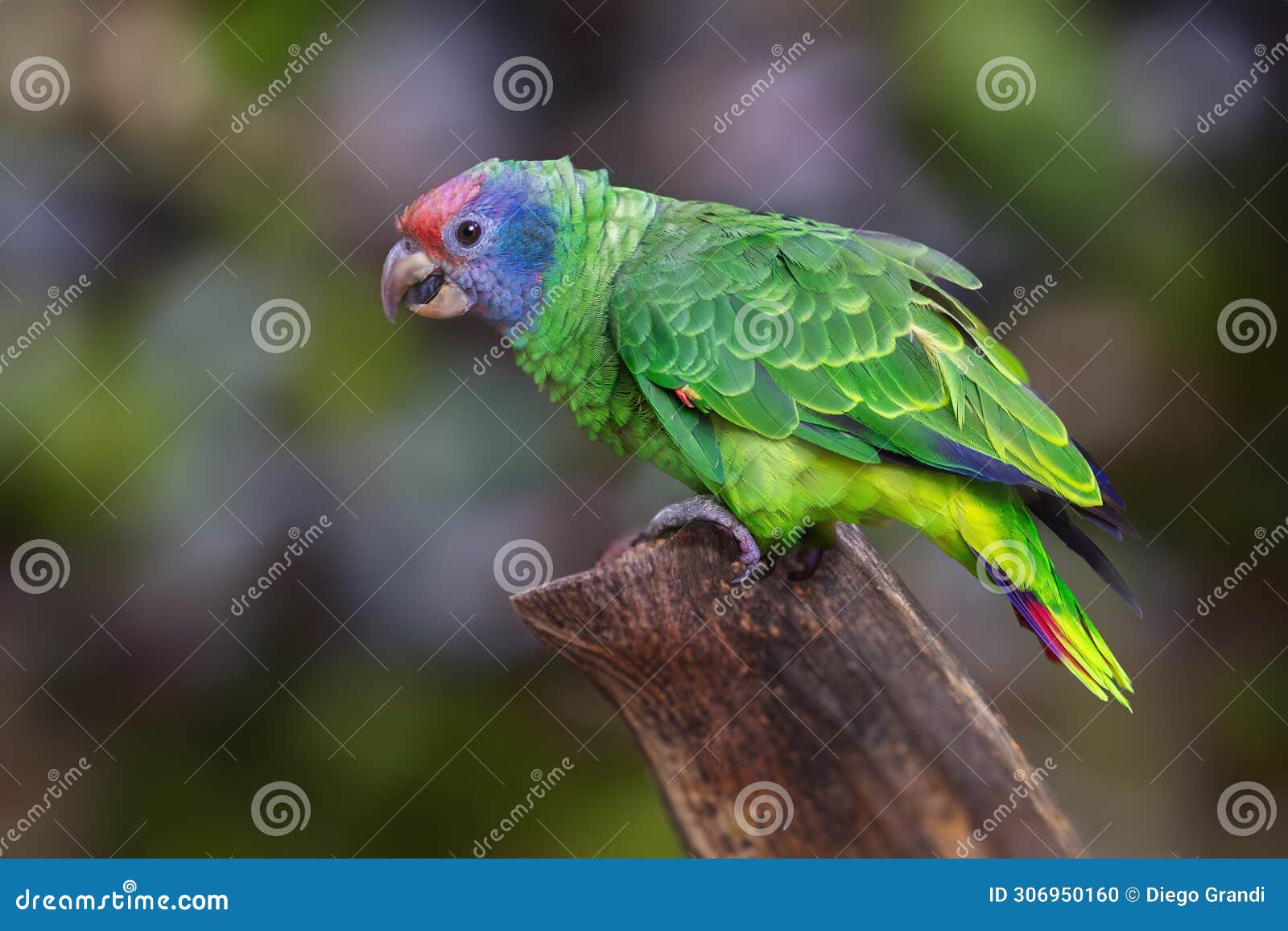 Perroquet d'amazone photo stock. Image du visage, tailed - 306950160