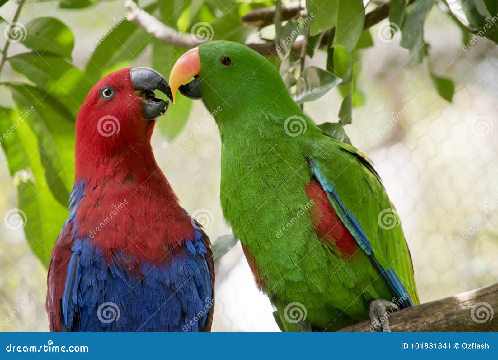 Perroquet d'Eclectus image stock. Image du oiseau, australie - 101831341