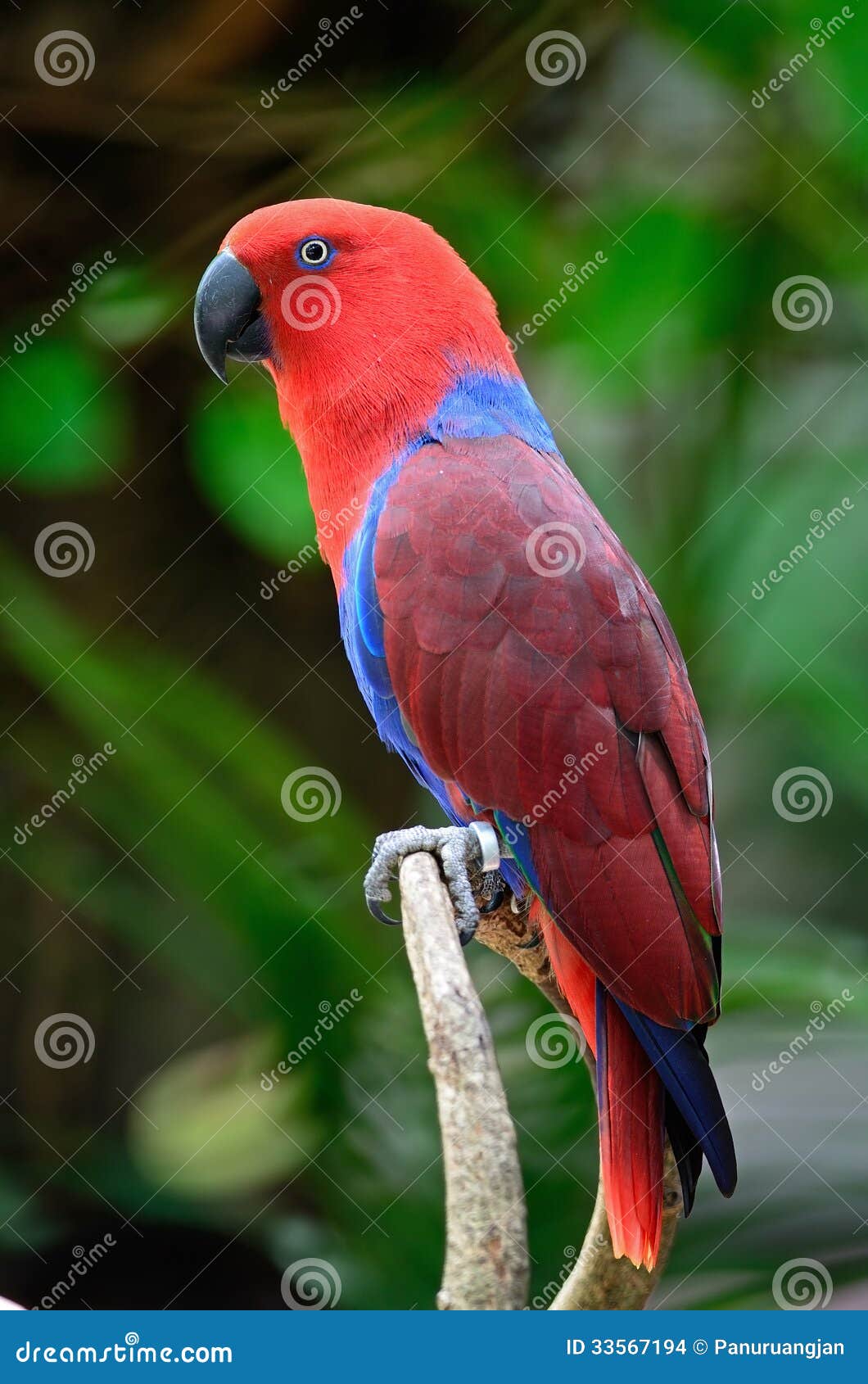 Perroquet d'Eclectus photo stock. Image du faune, beauté - 33567194