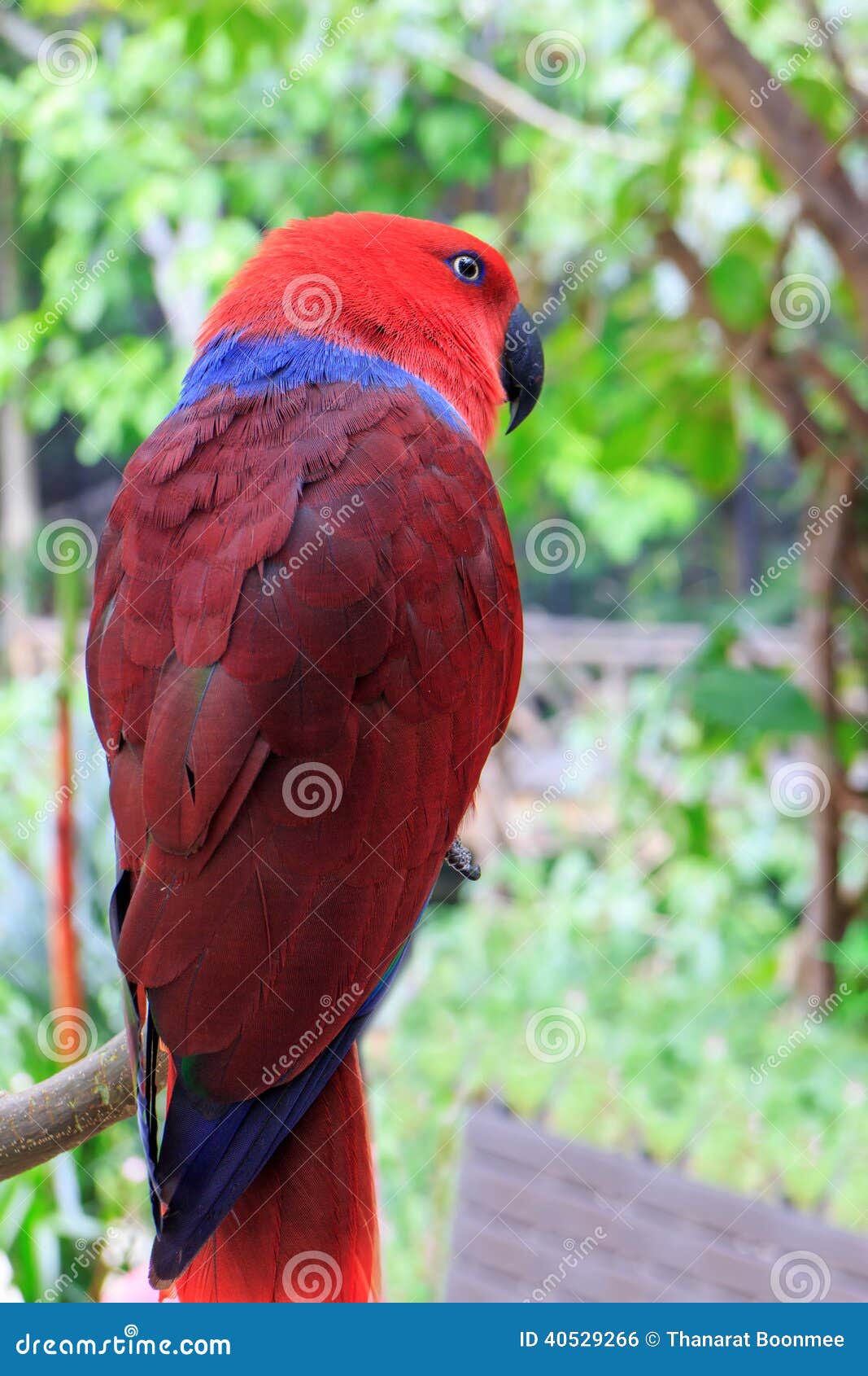 Perroquet d'Eclectus photo stock. Image du rouge, couche - 40529266