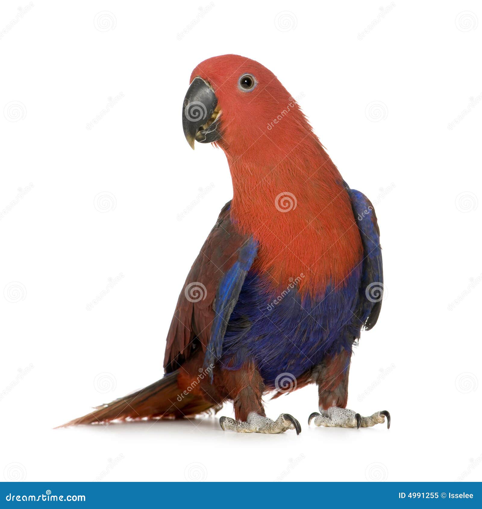 Perroquet D'Eclectus - Roratus D'Eclectus (1 Ans) Image stock - Image ...