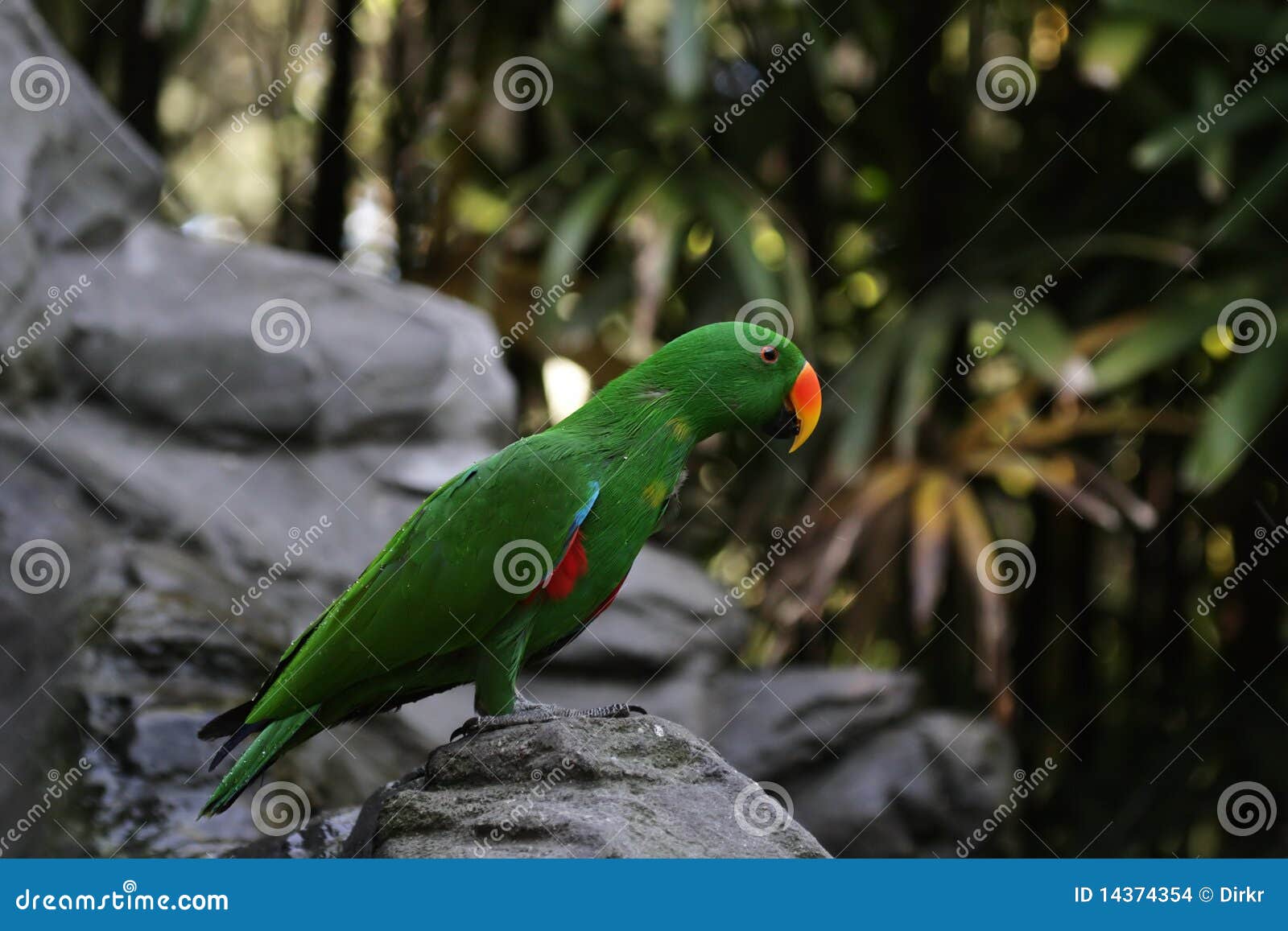 Perroquet D'Eclectus (roratus D'Eclectus) Photo stock - Image du vert ...