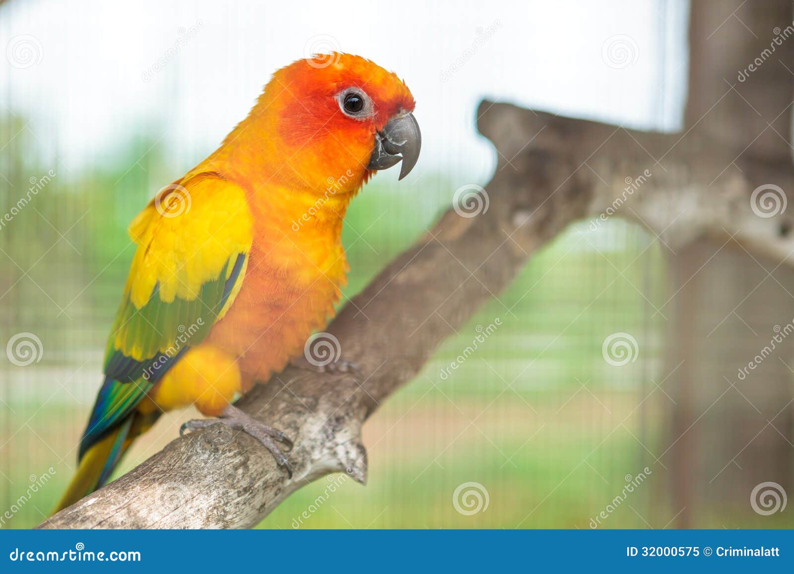 Perroquet de conure de Sun image stock. Image du perroquet - 32000575