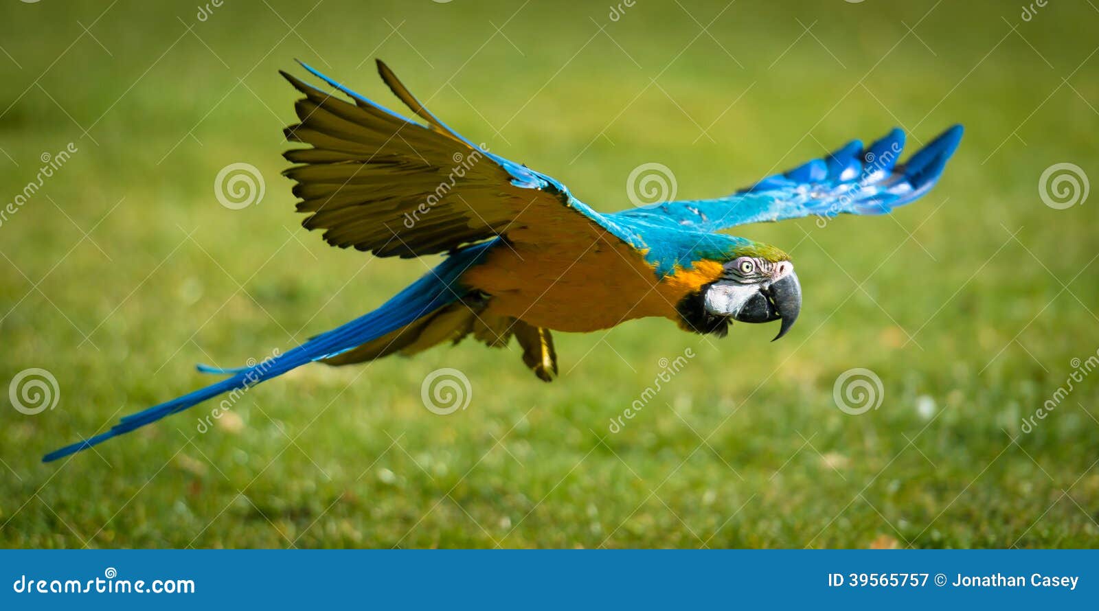 Perroquet En Vol Au-dessus D'herbe Image stock - Image du herbes ...