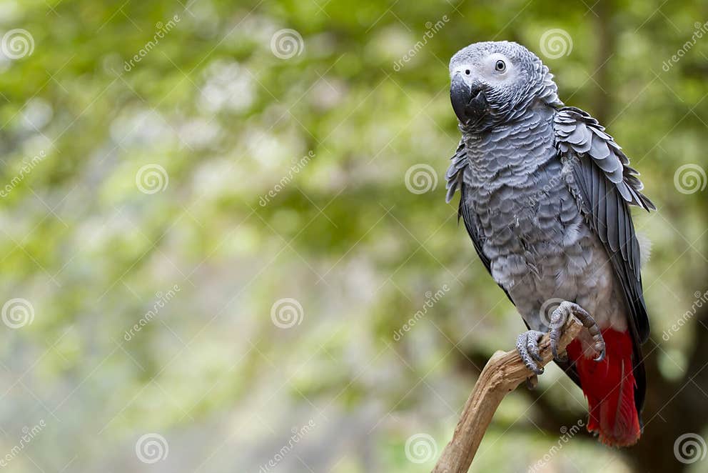 Perroquet gris image stock. Image du intelligente, mignon - 22915583