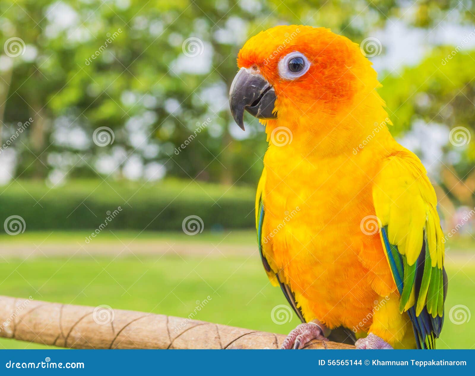 Perroquet Jaune-rouge photo stock. Image du perroquet - 56565144