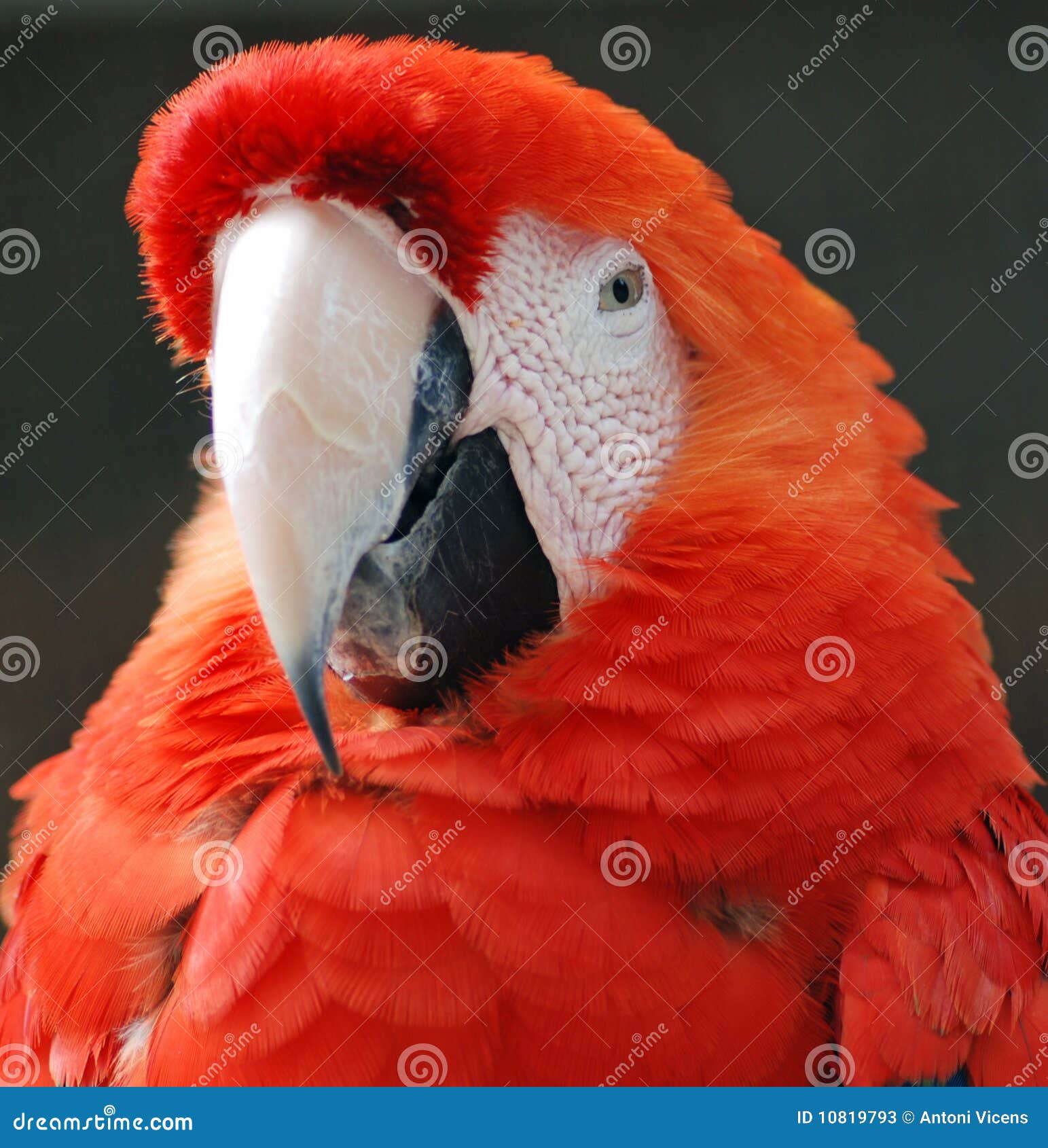 Perroquet rouge image stock. Image du nature, rouge, couleur - 10819793