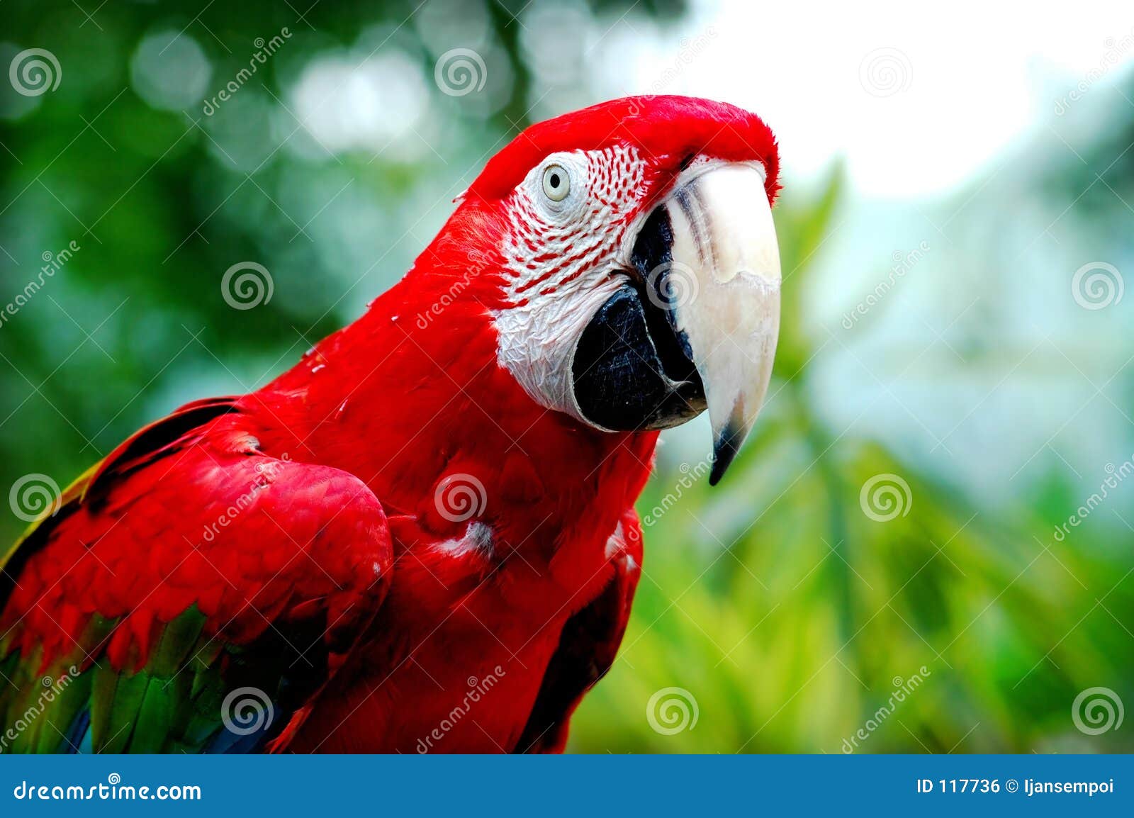 Perroquet rouge photo stock. Image du oiseau, clavette - 117736
