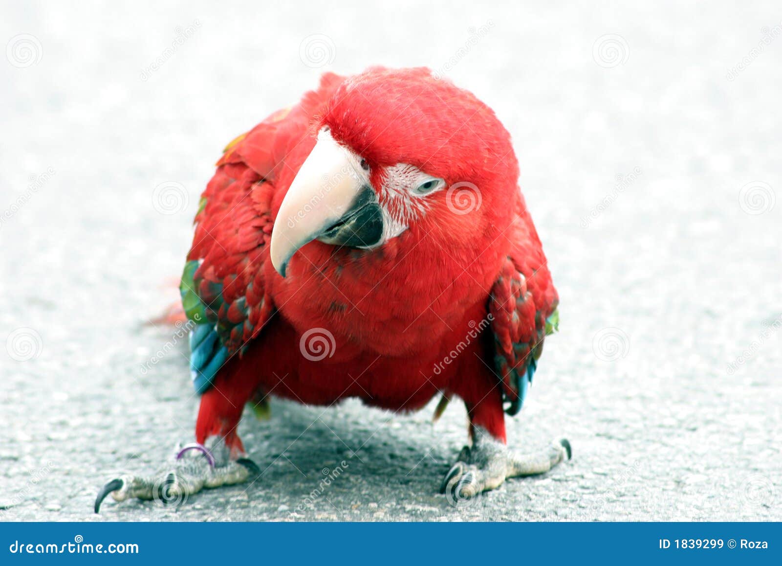 Perroquet Rouge Image. Image: 1839299