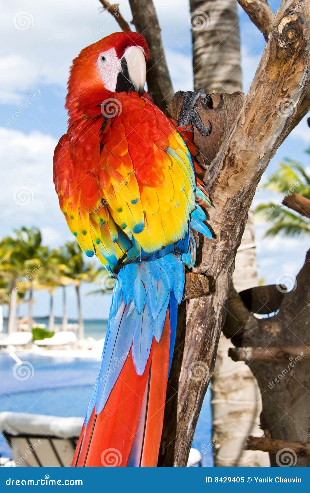 Perroquet rouge image stock. Image du lisser, couleur - 8429405
