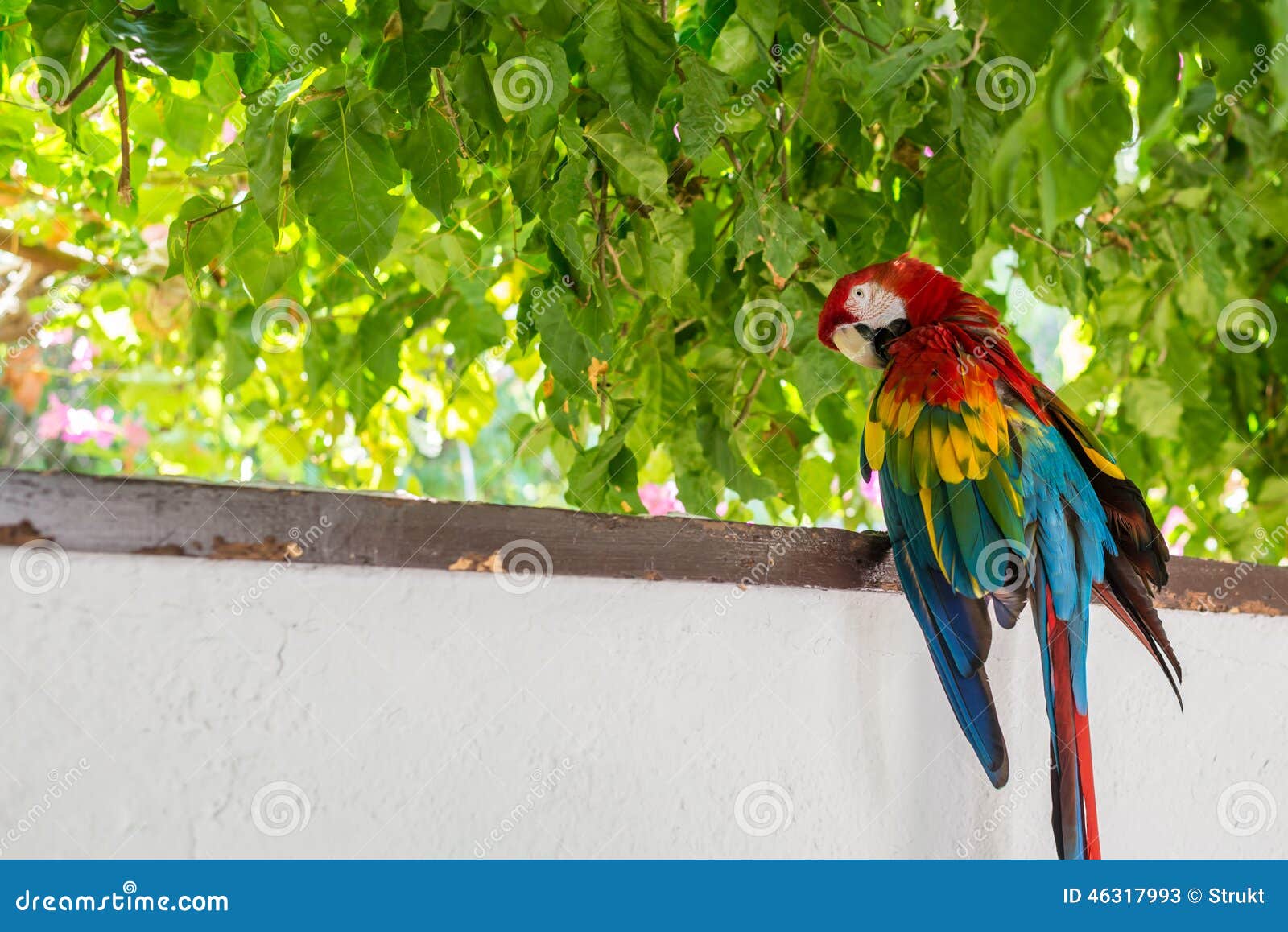 Perroquet Rouge D'ara De Vert Bleu Image stock - Image du parler ...