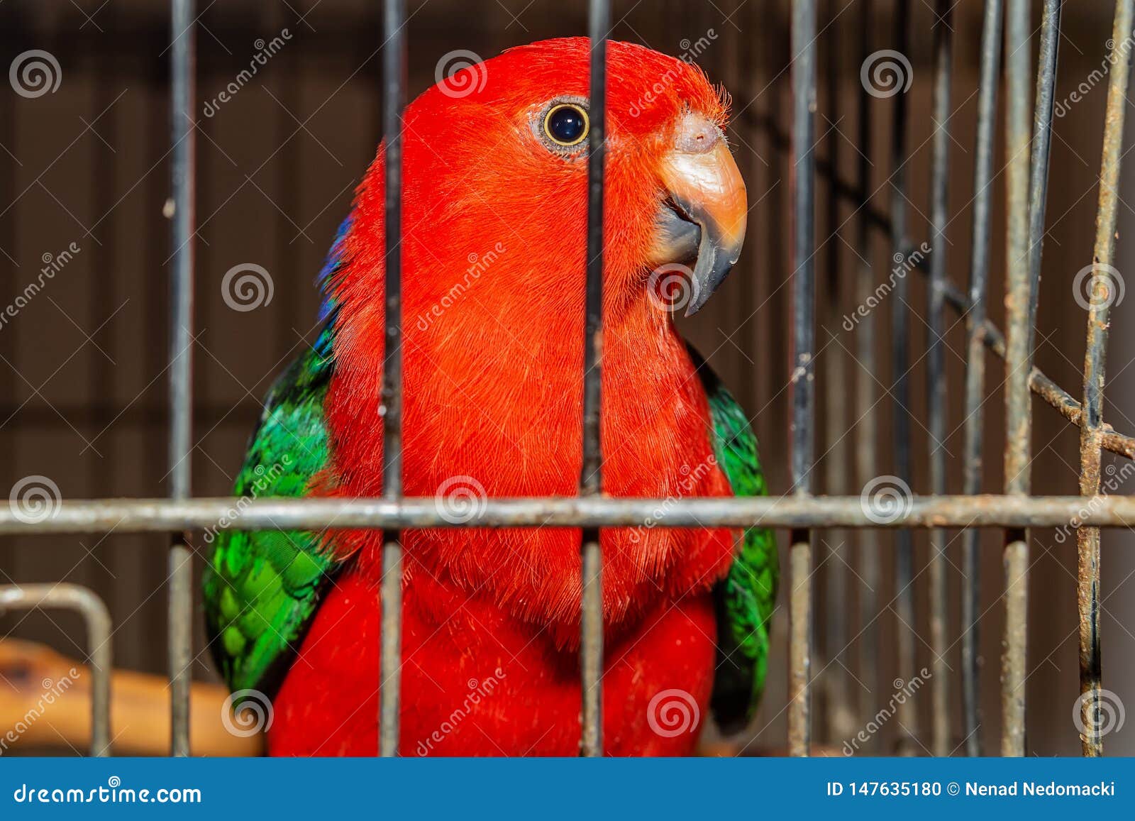 Perroquet Rouge Dans La Cage Photo stock - Image of vert, curiosité ...